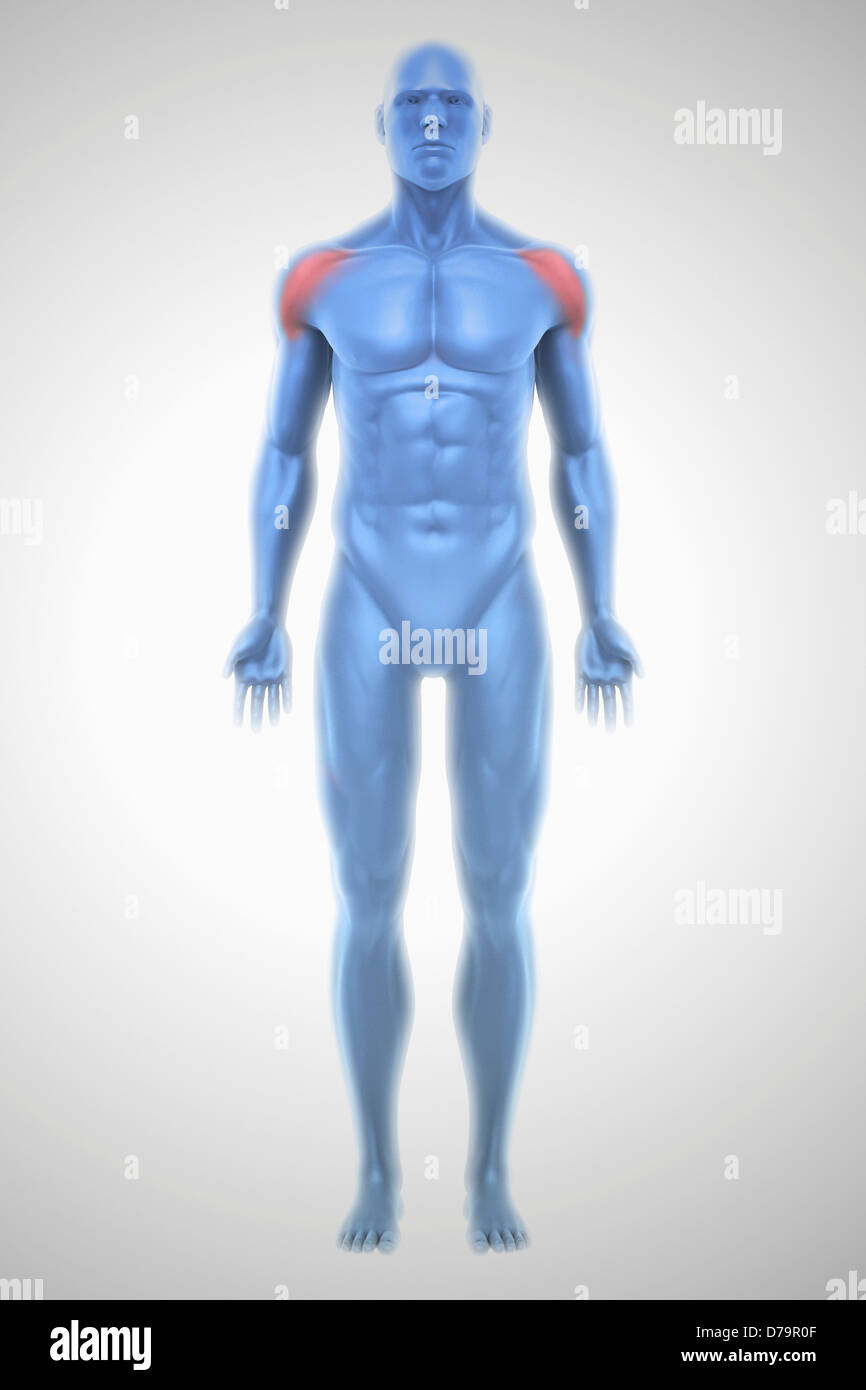Human deltoid muscles illustration hi-res stock photography and images ...