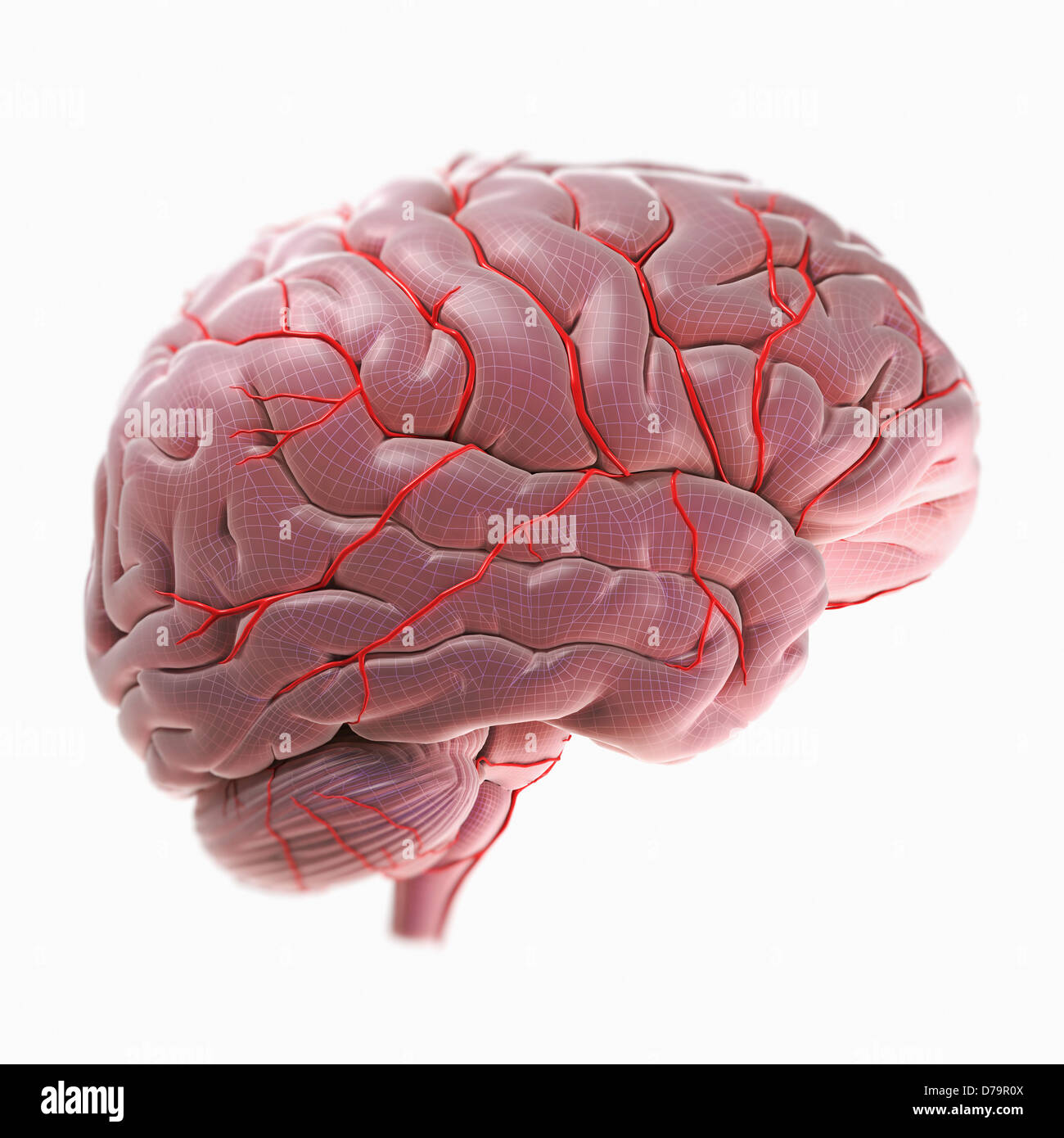 Human brain anatomy and arteries Cut Out Stock Images & Pictures - Alamy