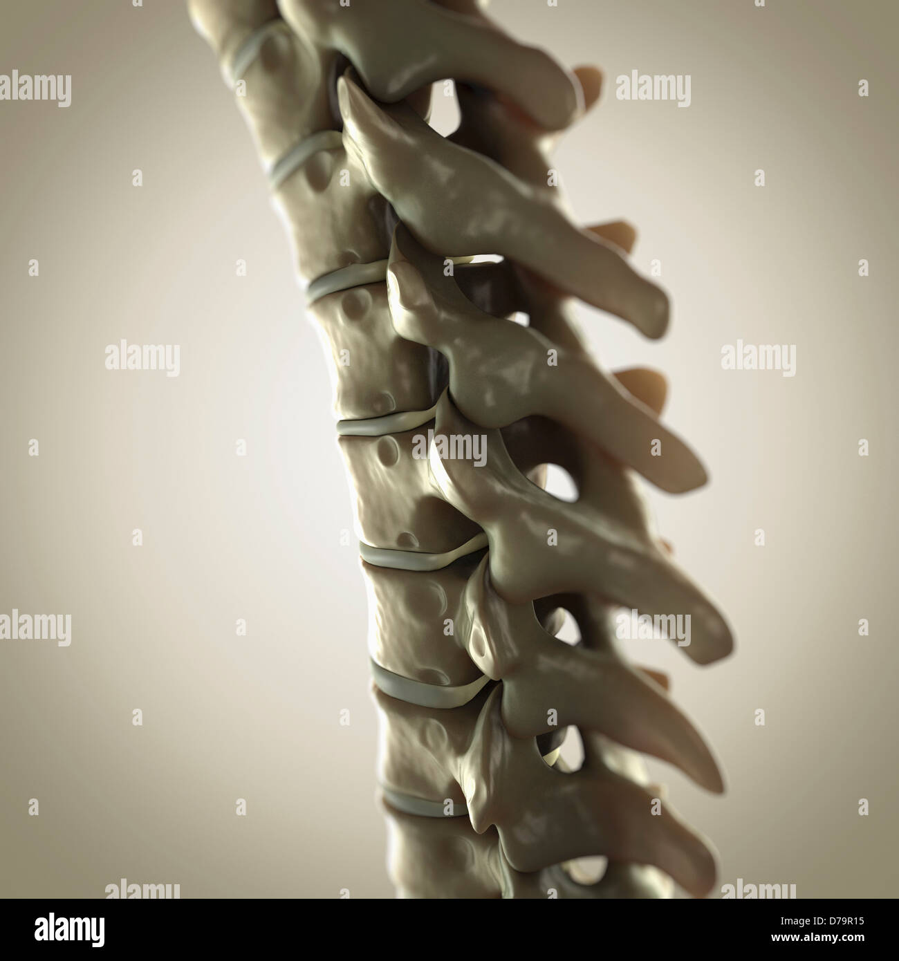 Human Spinal Bones Stock Photo - Alamy