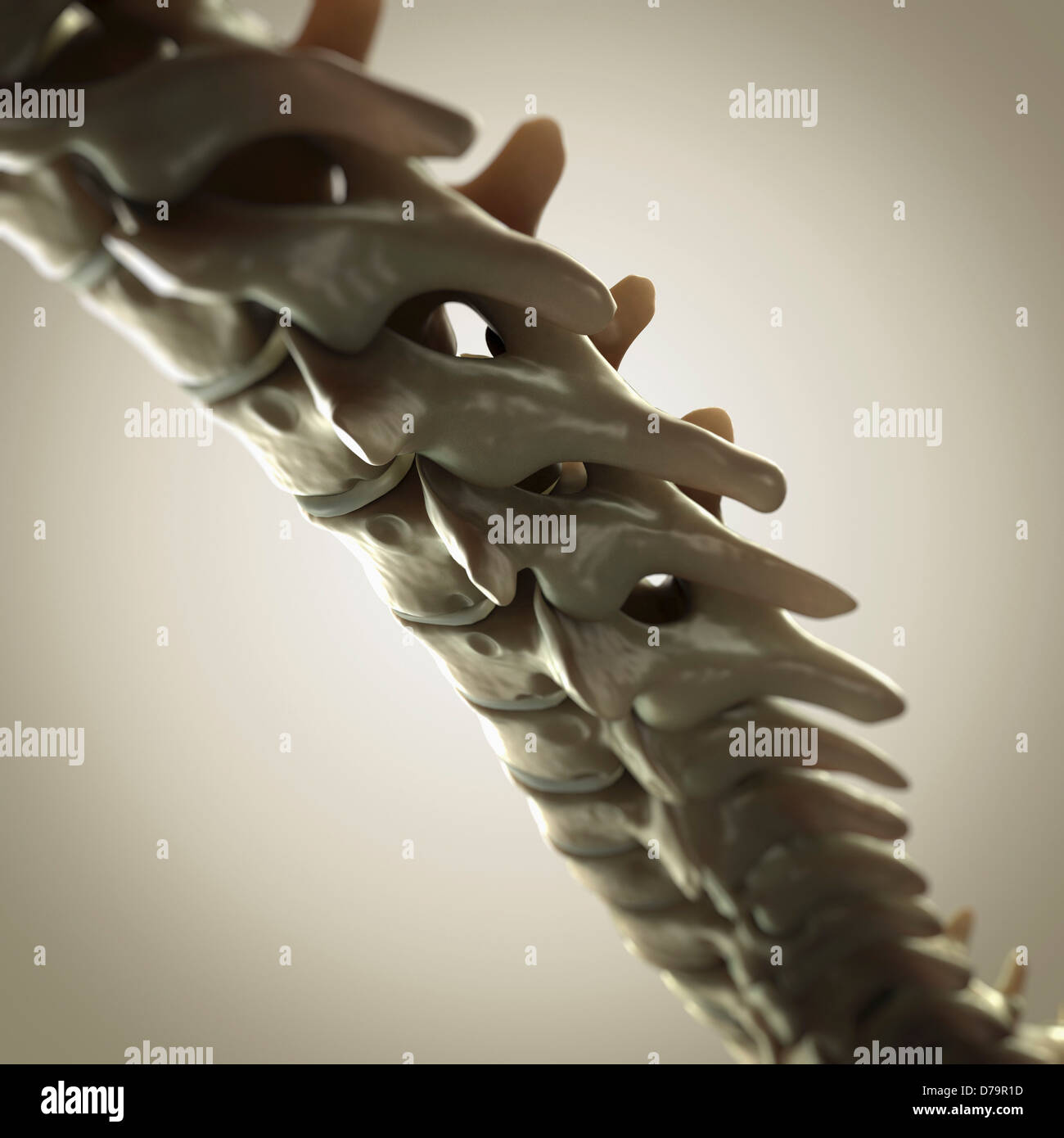 Human Spinal Bones Stock Photo - Alamy