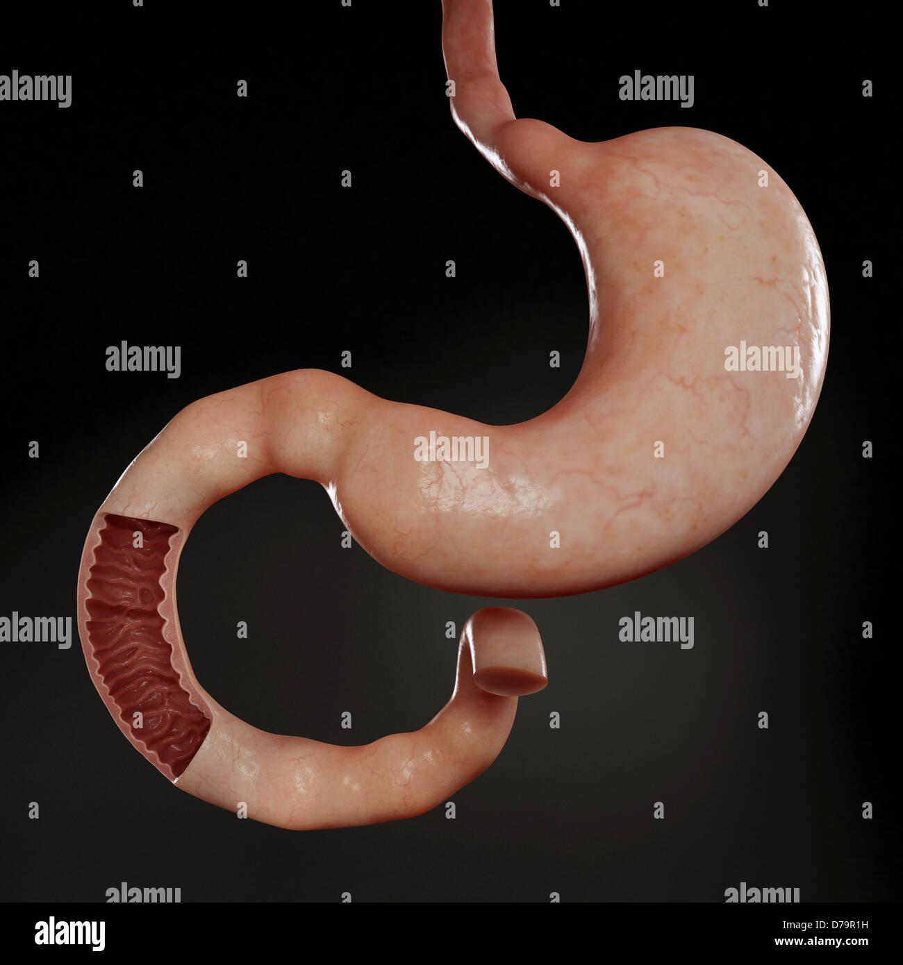 Stomach And Duodenum Anatomy Order - vrogue.co