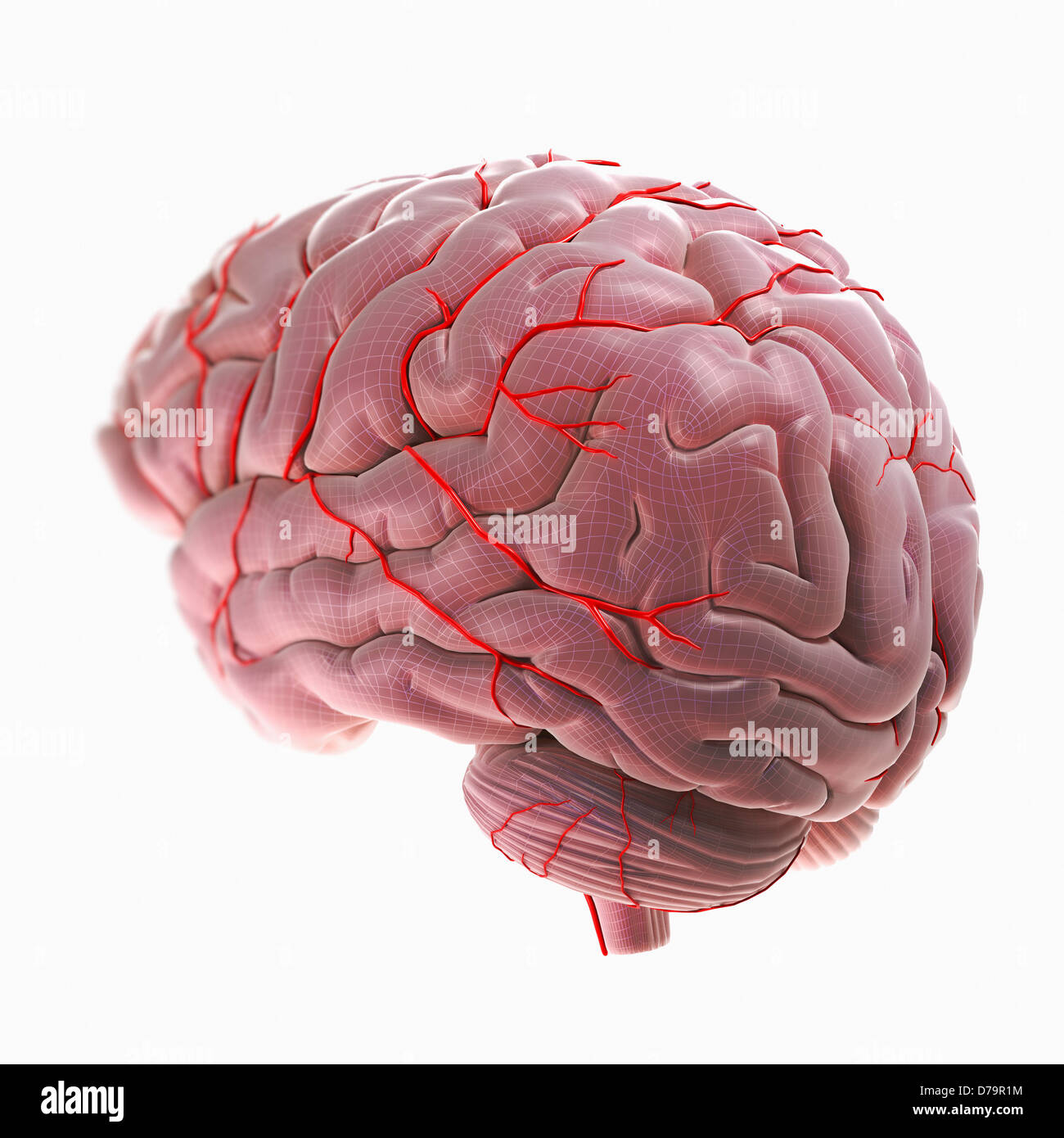 Human brain anatomy and arteries Cut Out Stock Images & Pictures - Alamy