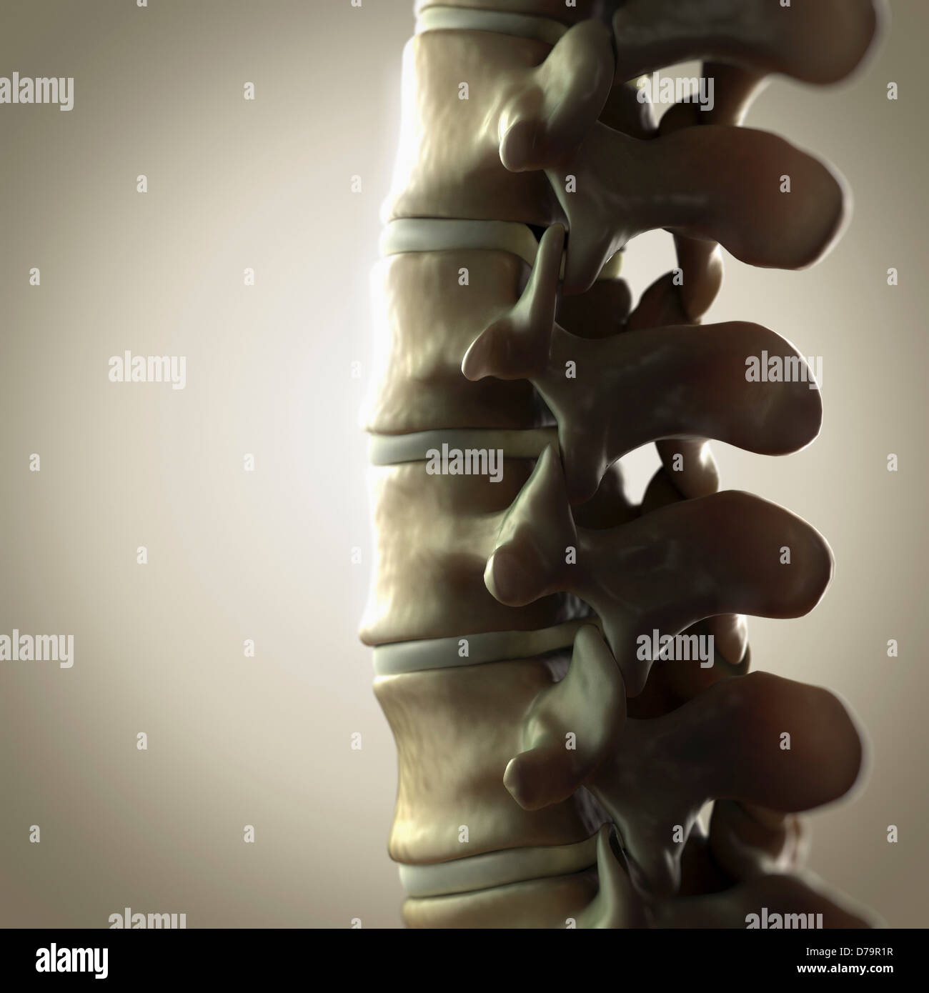 Human Spinal Bones Stock Photo - Alamy