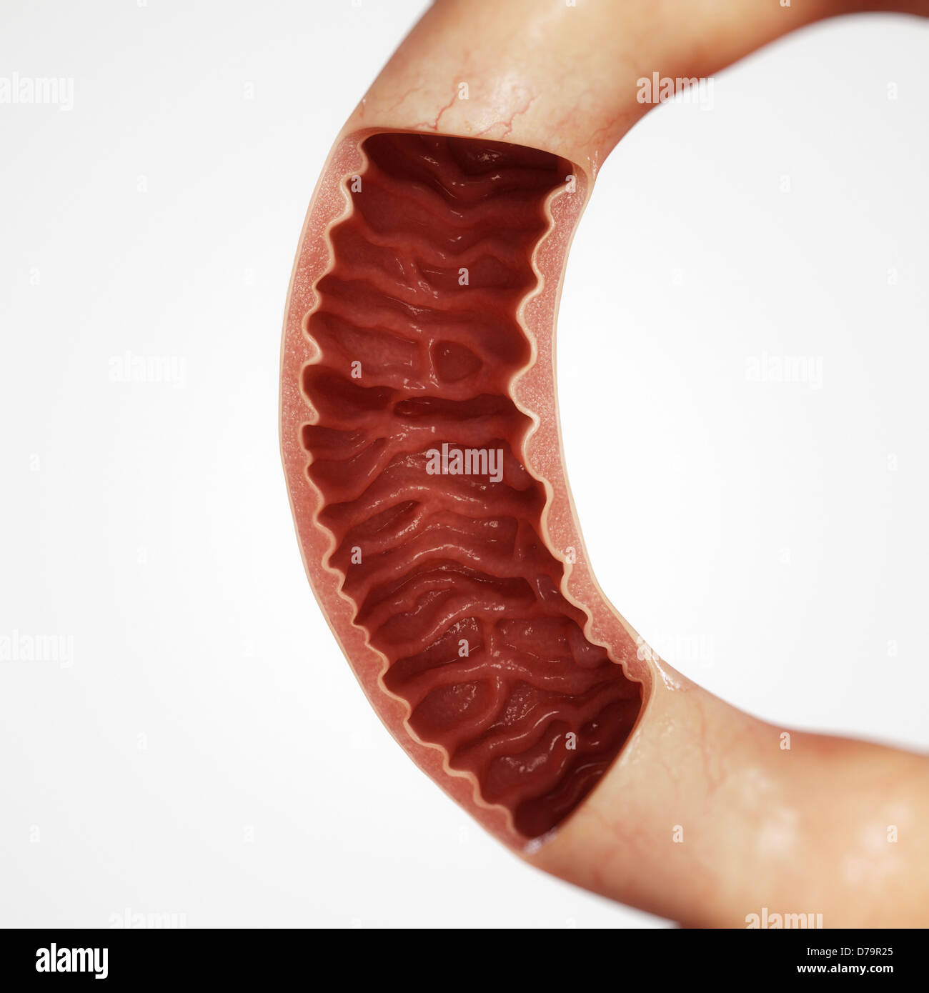 Duodenum hi-res stock photography and images - Alamy