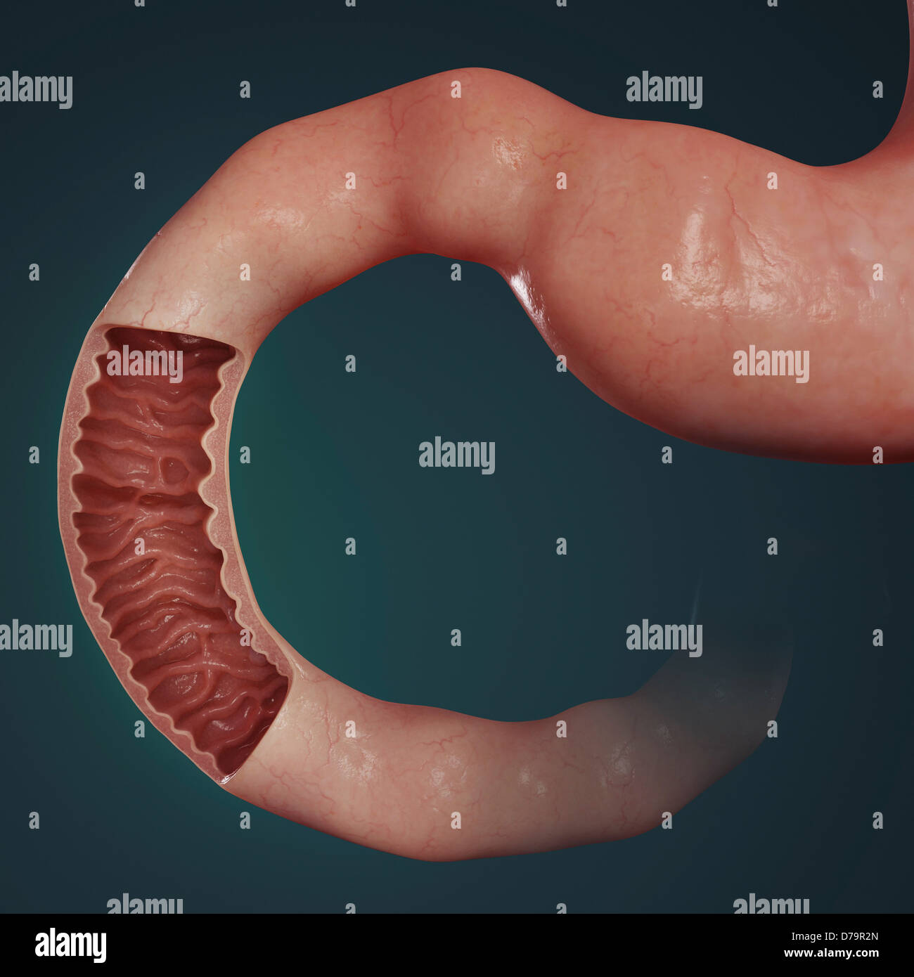 Pylorus duodenum hi-res stock photography and images - Alamy