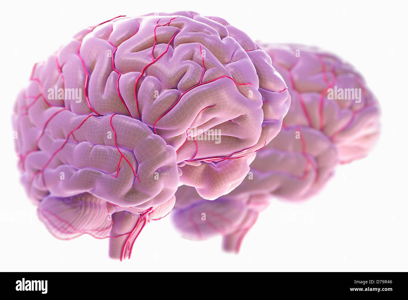 Human brain illustration Cut Out Stock Images & Pictures - Alamy