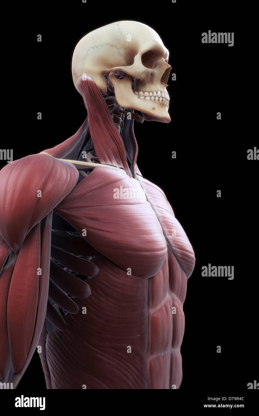 Muscles Upper Body Stock Photo - Alamy