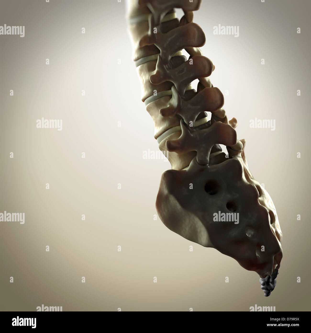 Human Spinal Bones Stock Photo - Alamy