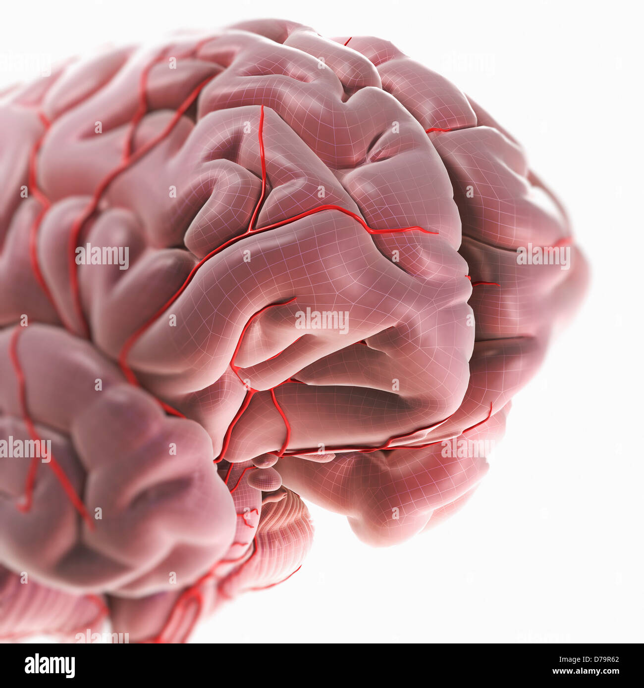 Brain Blood Supply Stock Photo - Alamy