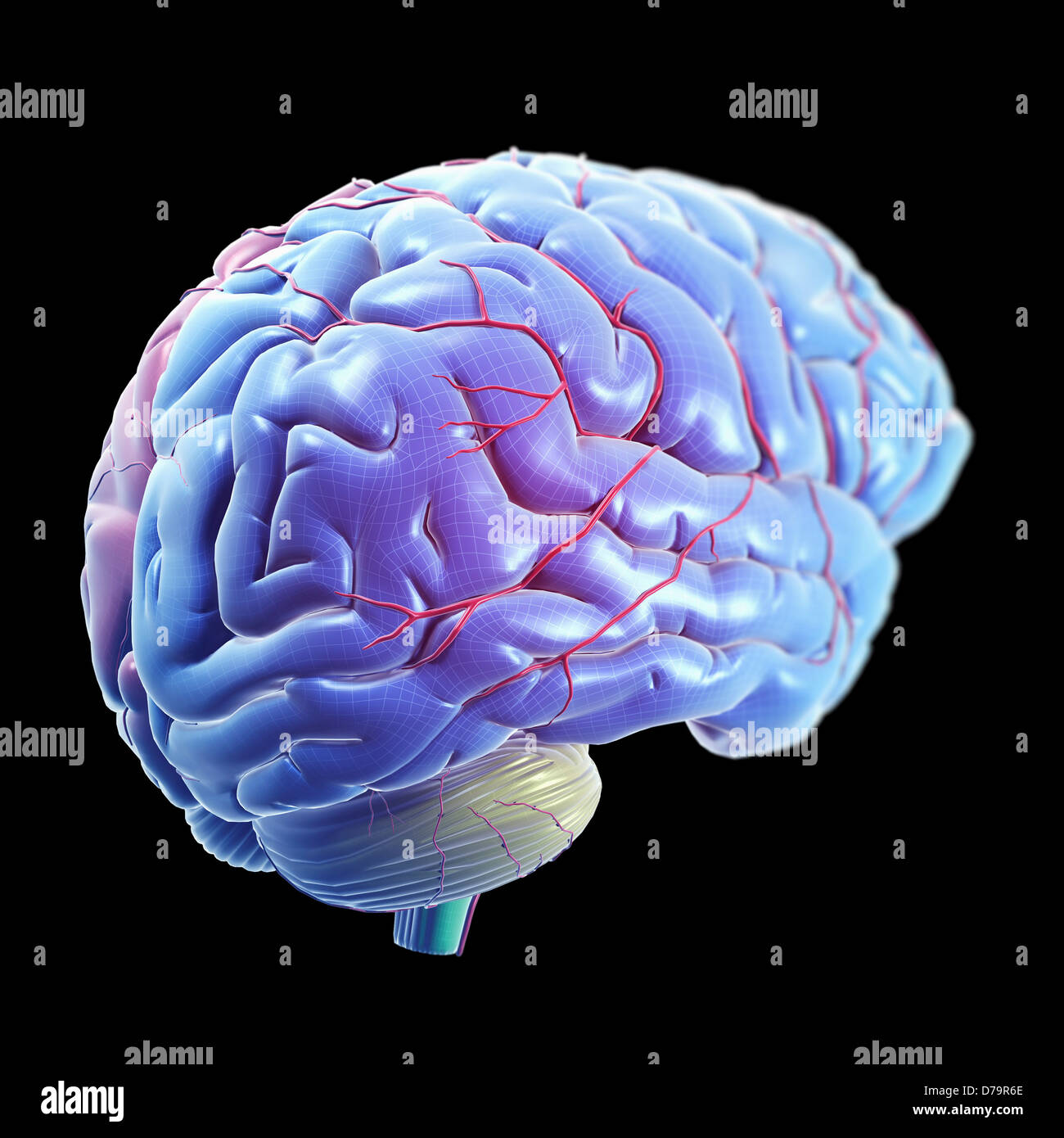 Brain Blood Supply Stock Photo - Alamy