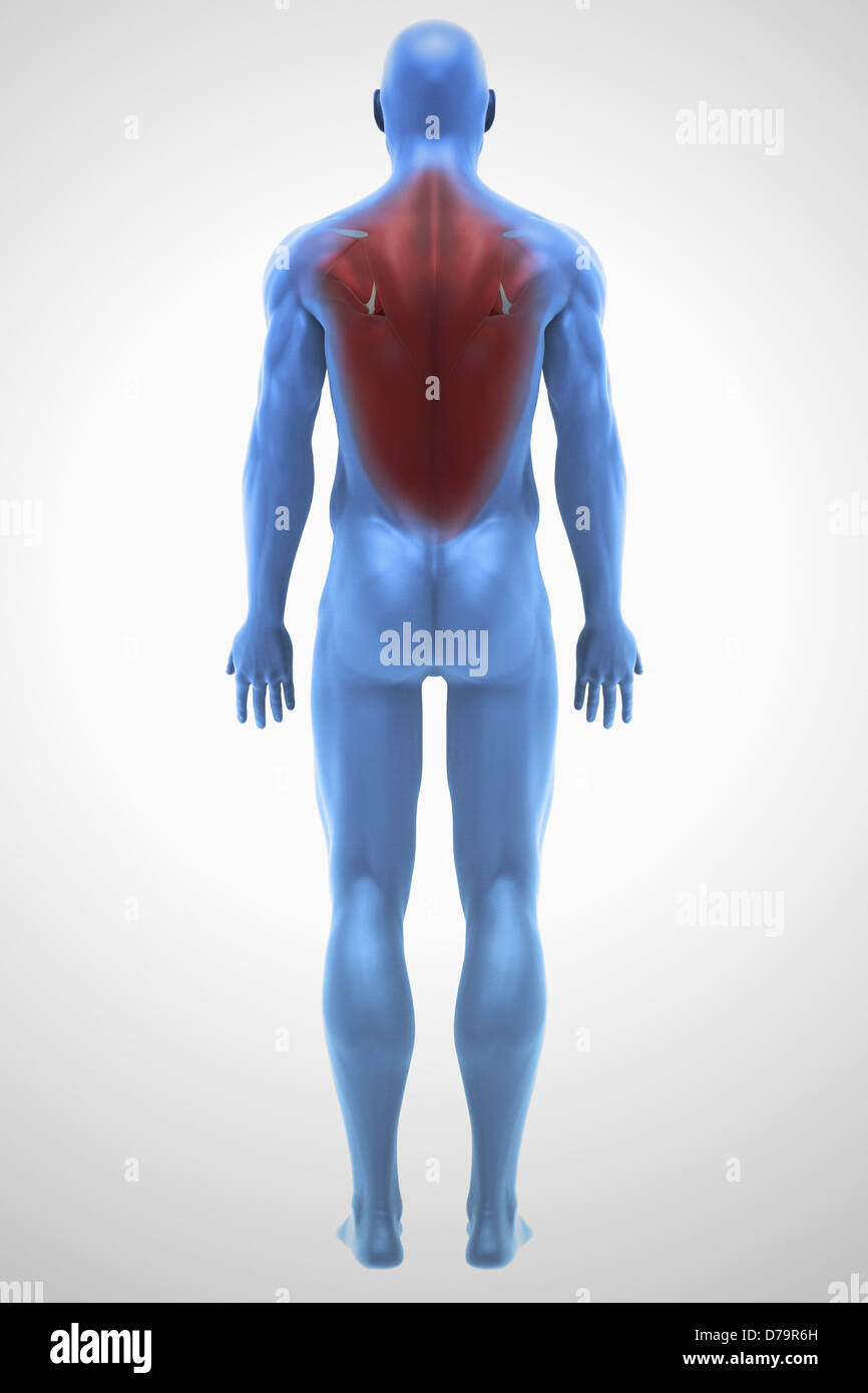 Trapezius back view hi-res stock photography and images - Alamy