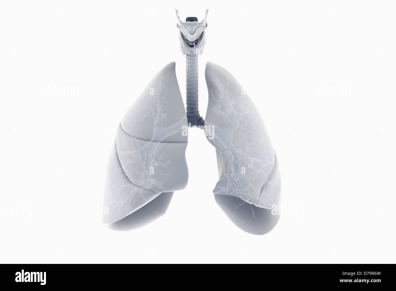 Lungs illustration Cut Out Stock Images & Pictures - Alamy
