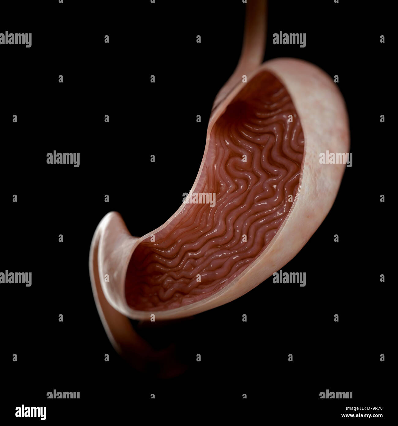 Fundus of stomach hi-res stock photography and images - Alamy