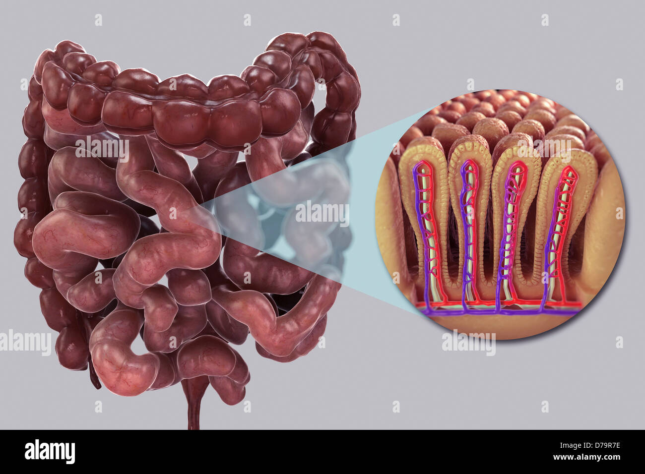 Villi large intestine hi-res stock photography and images - Alamy