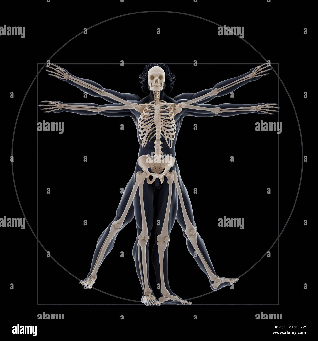 Vitruvian human skeleton hi-res stock photography and images - Alamy
