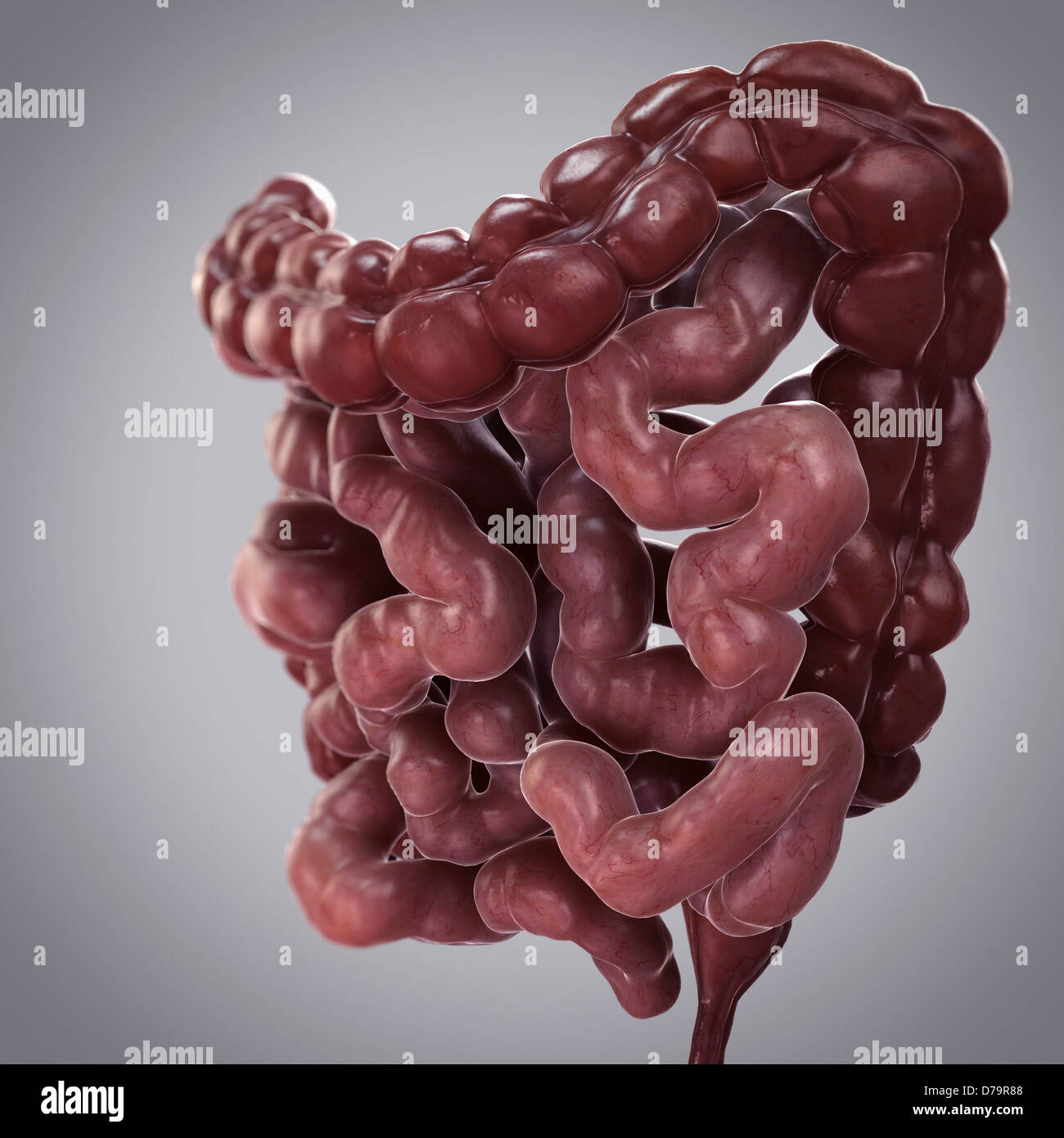 Human entrails hi-res stock photography and images - Alamy