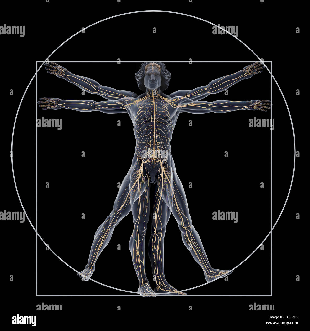 Man Diagram Da Vinci