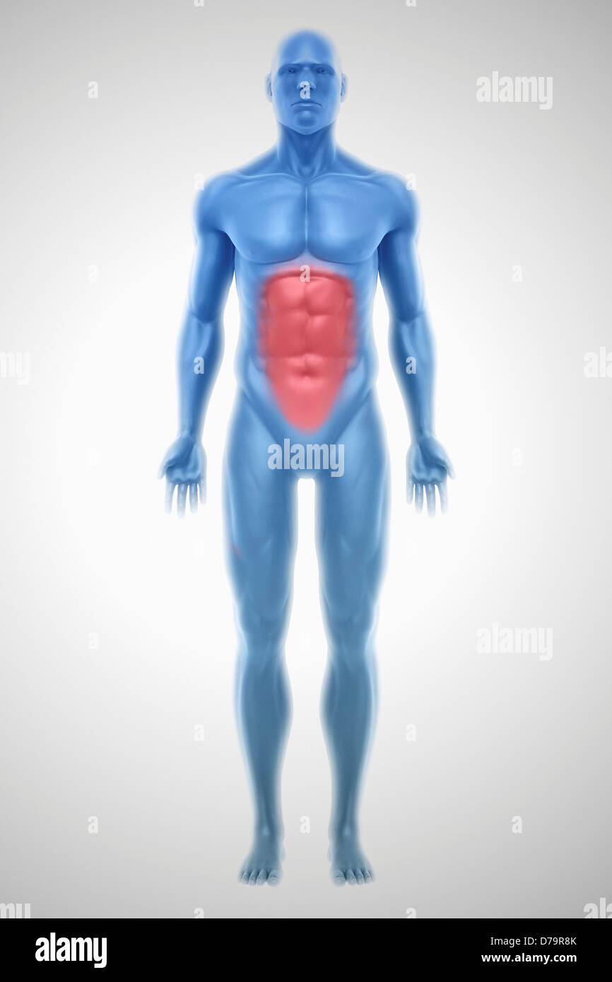 Abdominal hi-res stock photography and images - Alamy