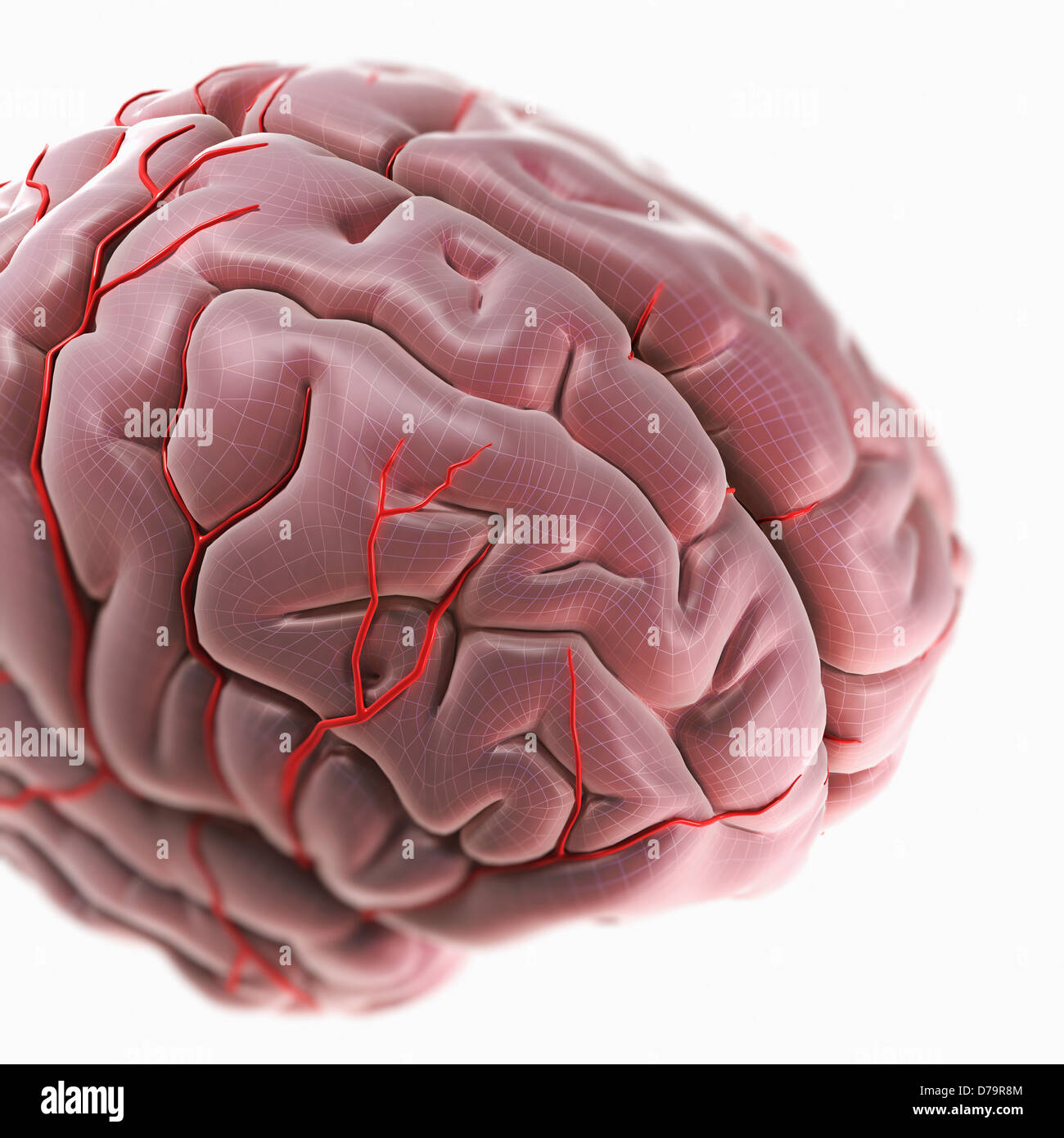 Brain Blood Supply Stock Photo - Alamy