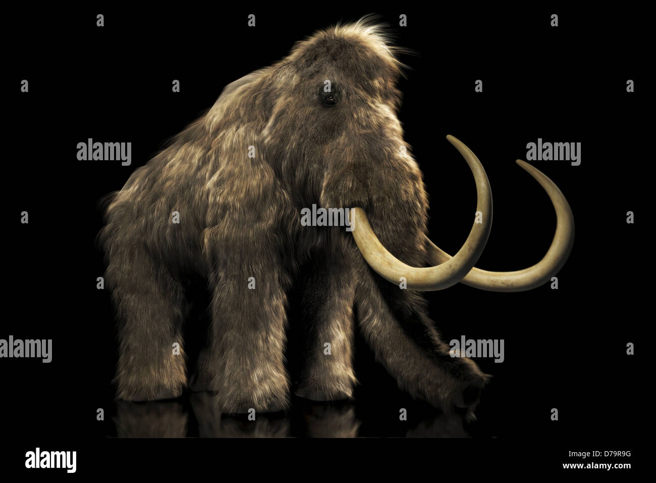 Wooly mammoth hi-res stock photography and images - Alamy