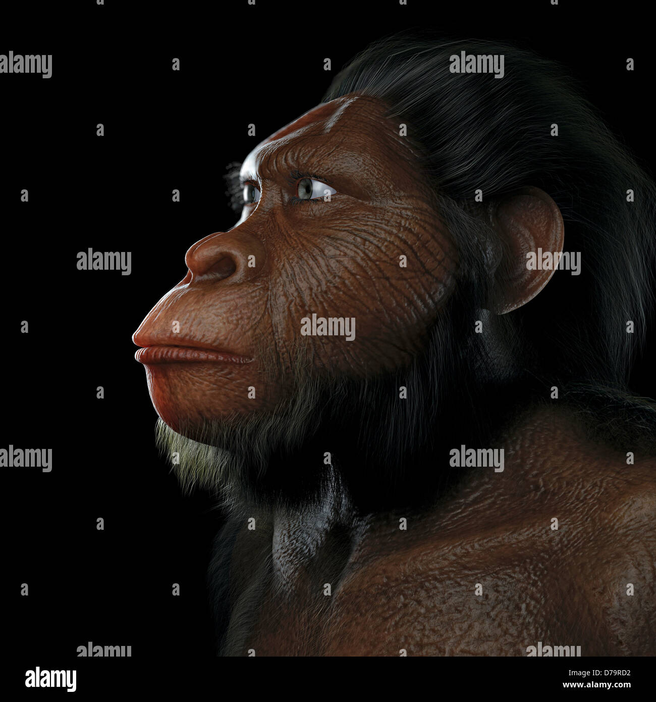 Hominid australopithecus hi-res stock photography and images - Alamy