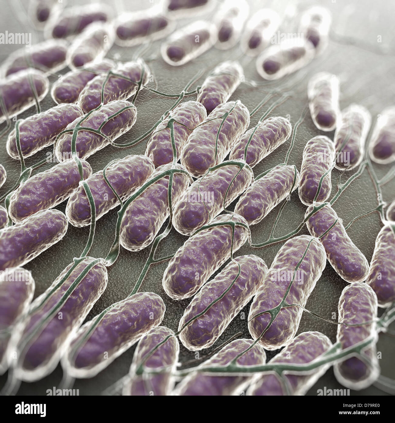 Salmonella bacteria hi-res stock photography and images - Alamy