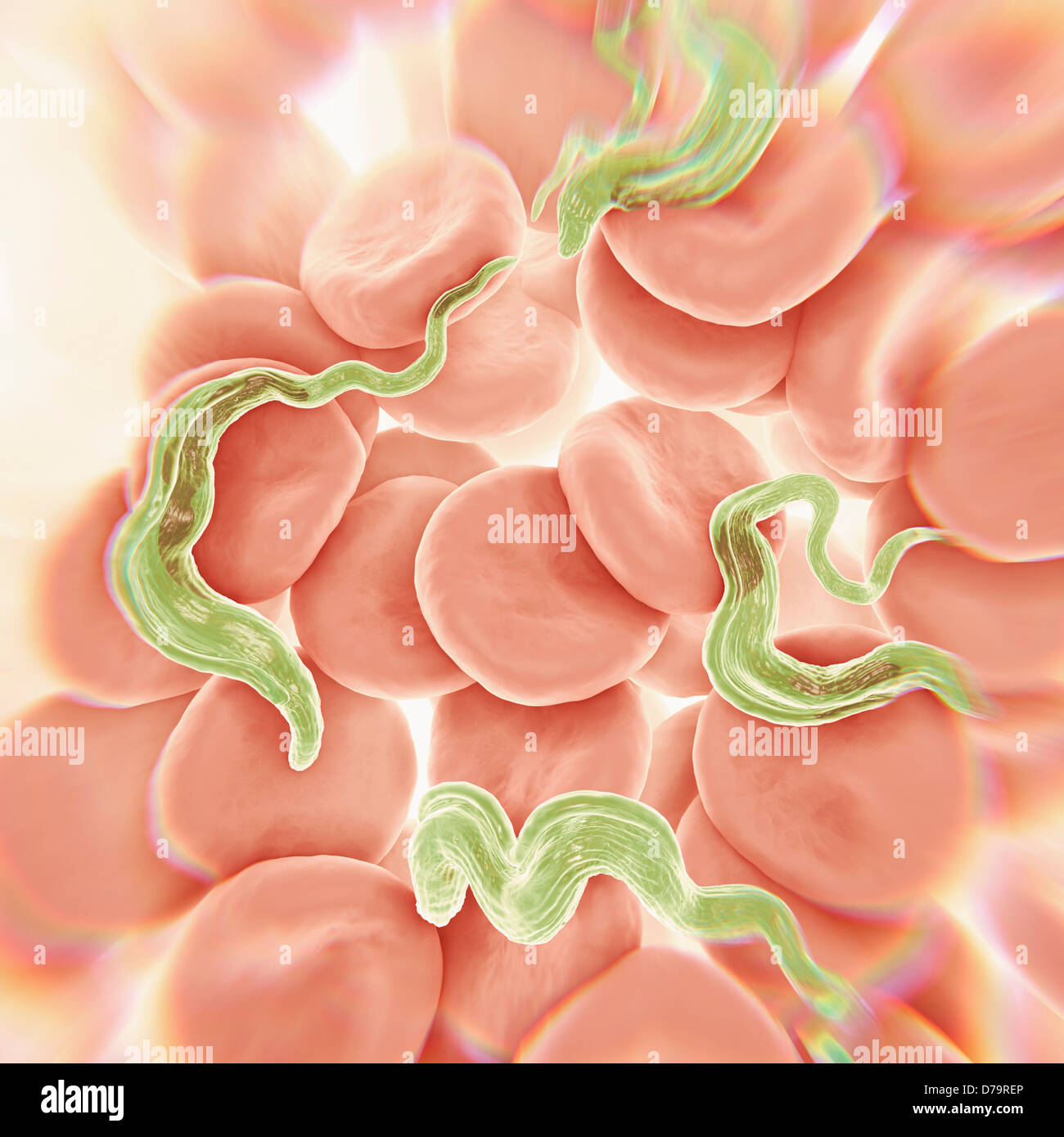 Sleeping Sickness Infection Stock Photo - Alamy