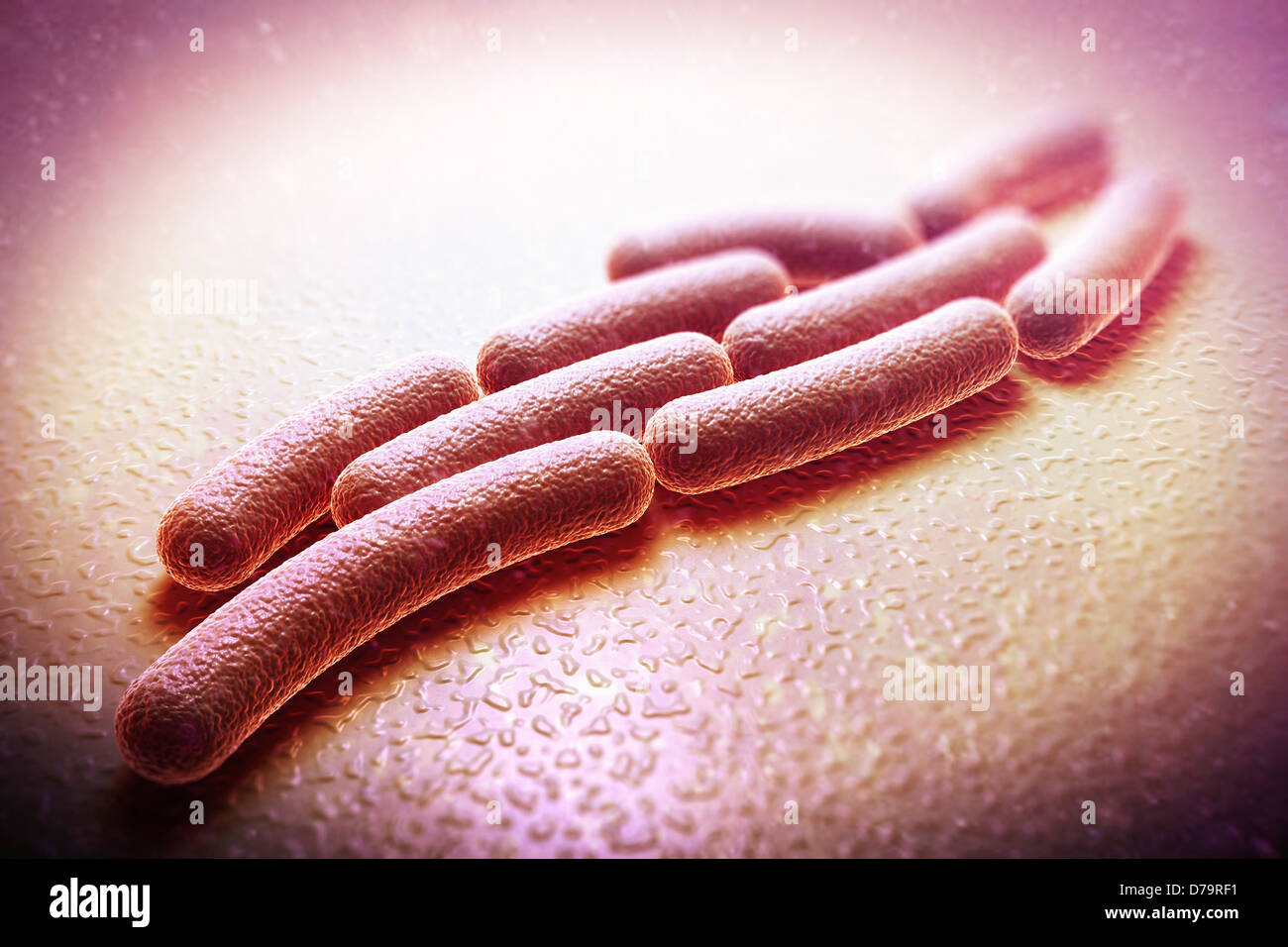 Shigella bacteria hi-res stock photography and images - Alamy