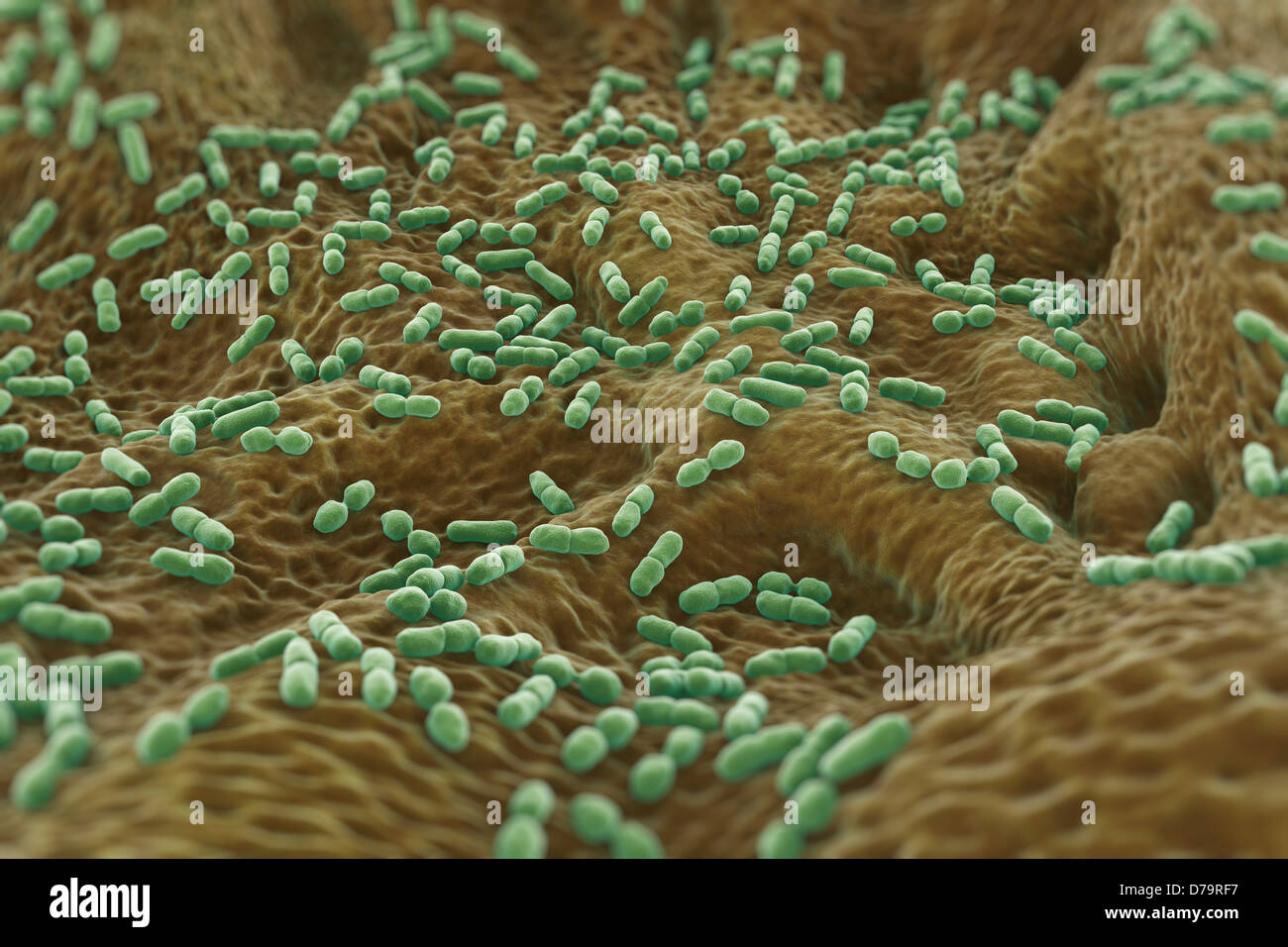 Listeria monocytogenes bacteria hi-res stock photography and images - Alamy