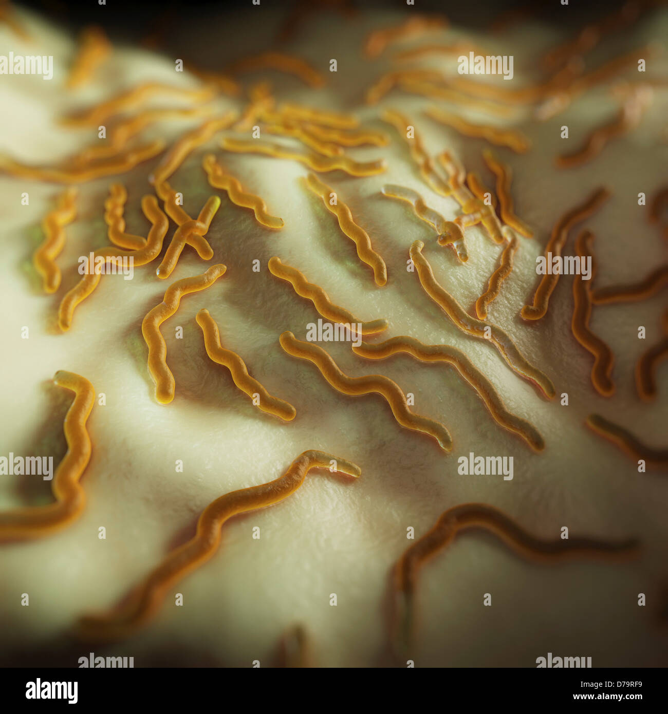 Borrelia burgdorferi bacteria hi-res stock photography and images - Alamy