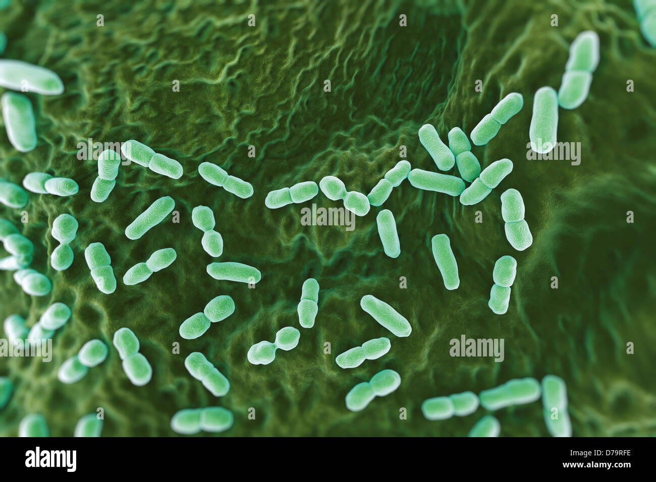Listeria monocytogenes bacteria hi-res stock photography and images - Alamy