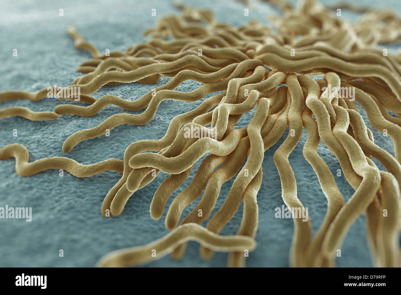 Borrelia burgdorferi hi-res stock photography and images - Alamy
