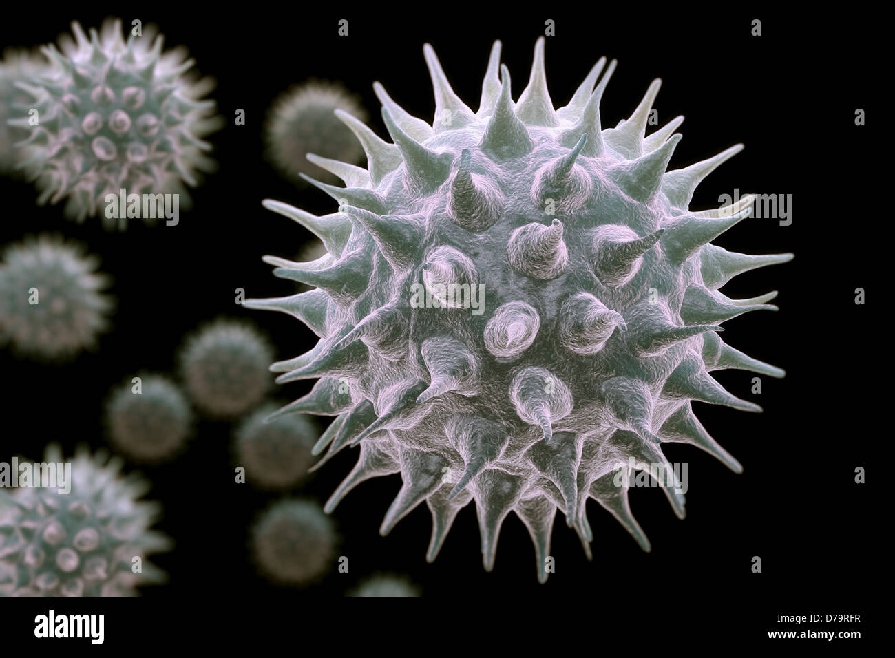 Sunflower pollen microscopic hi-res stock photography and images - Alamy