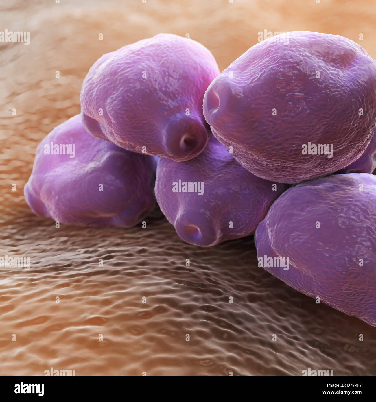 Tree pollen microscopic hi-res stock photography and images - Alamy