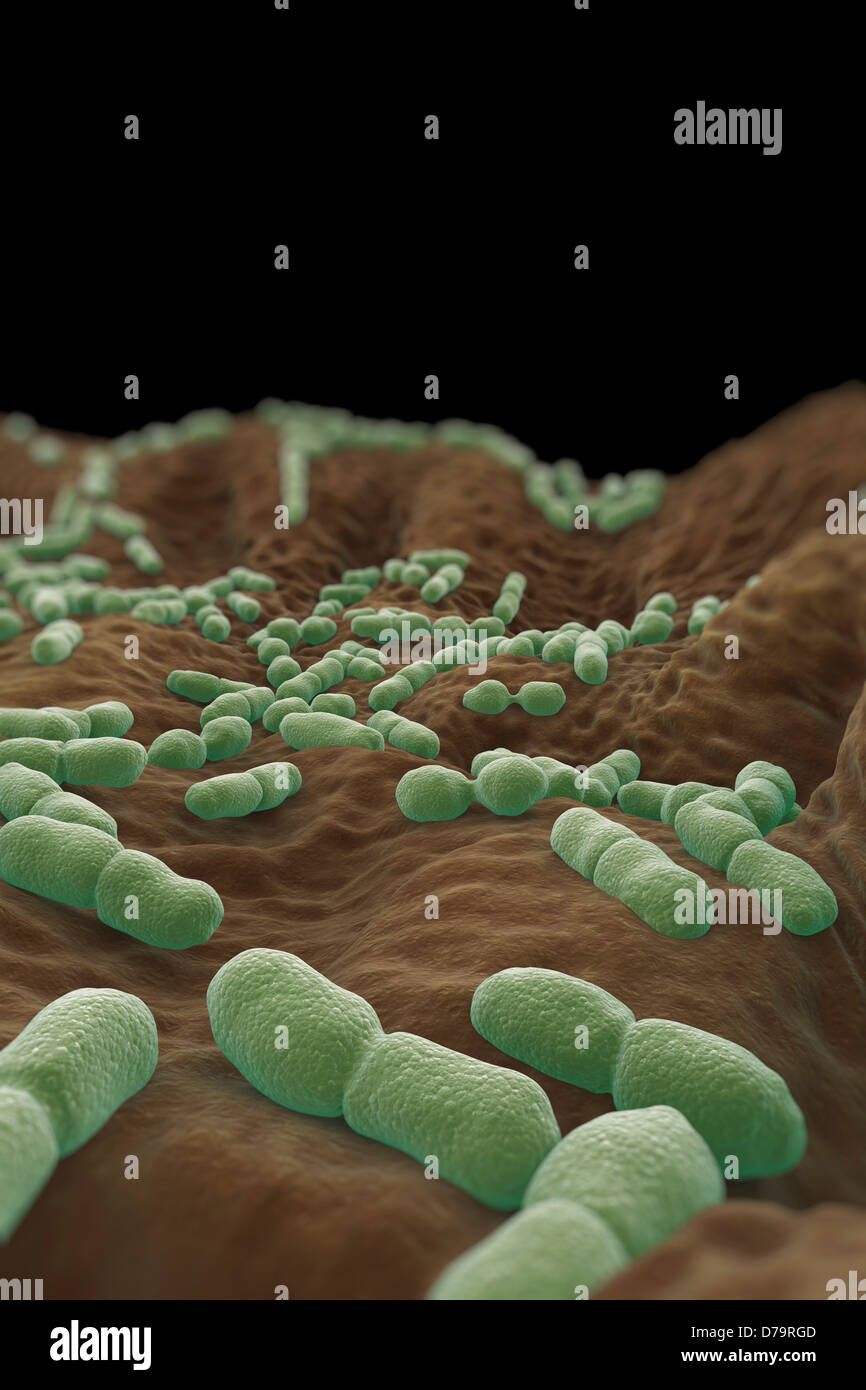 Listeria monocytogenes bacteria hi-res stock photography and images - Alamy