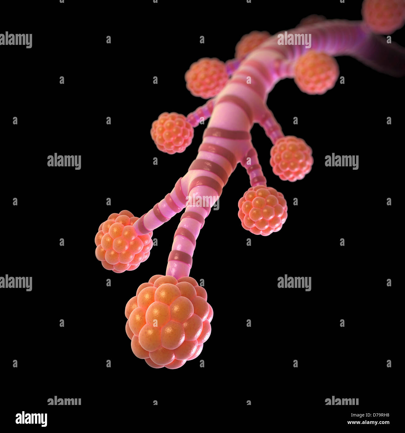 Bronchioles alveoli hi-res stock photography and images - Alamy