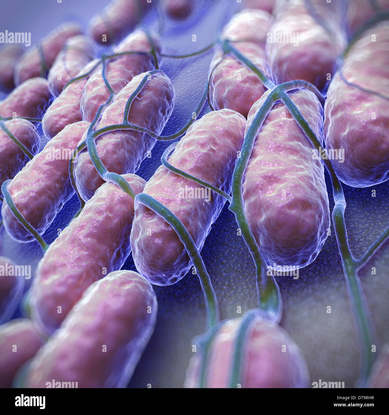 Rod shaped gram negative salmonella hi-res stock photography and images ...