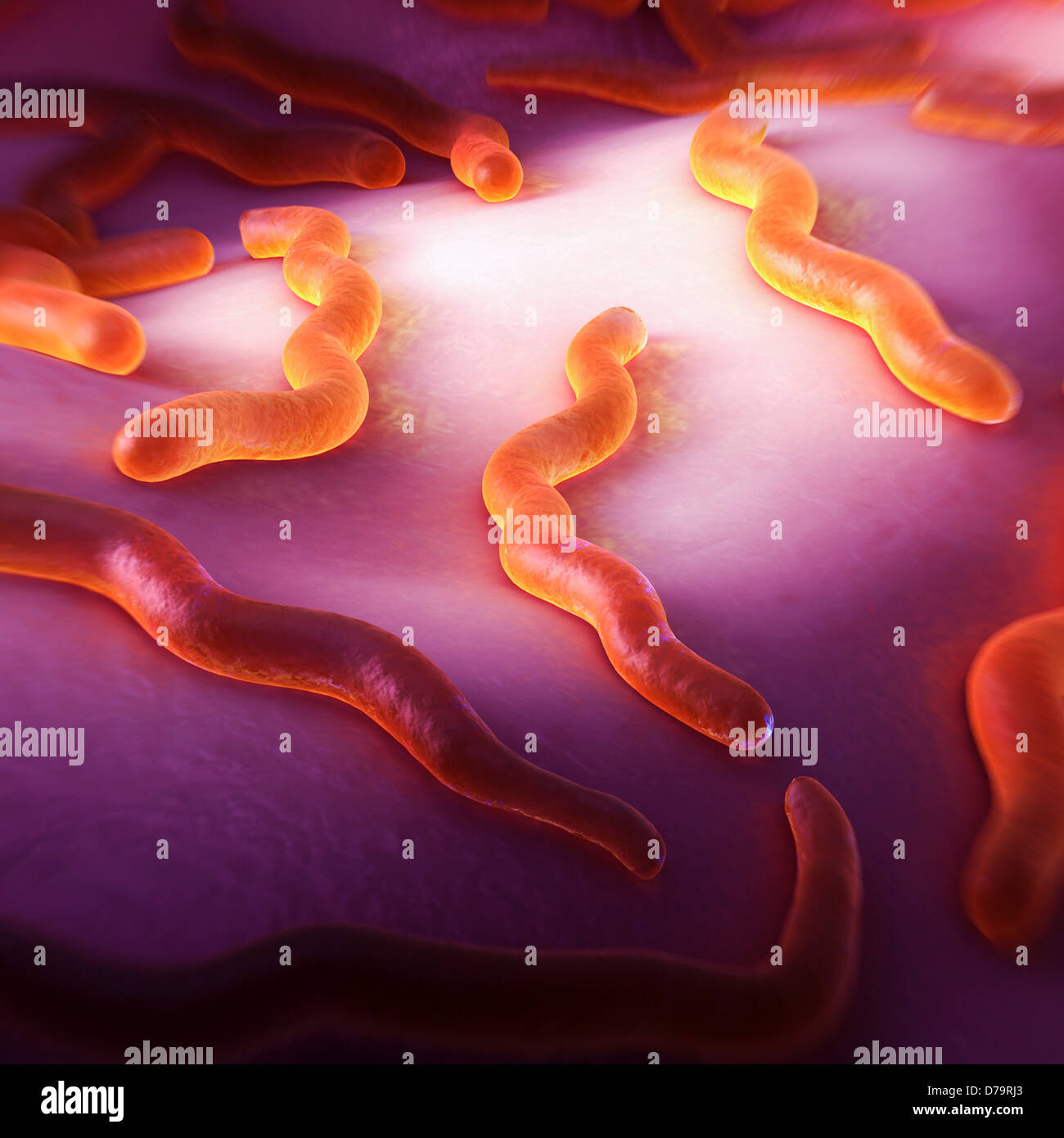 Borrelia burgdorferi bacteria hi-res stock photography and images - Alamy