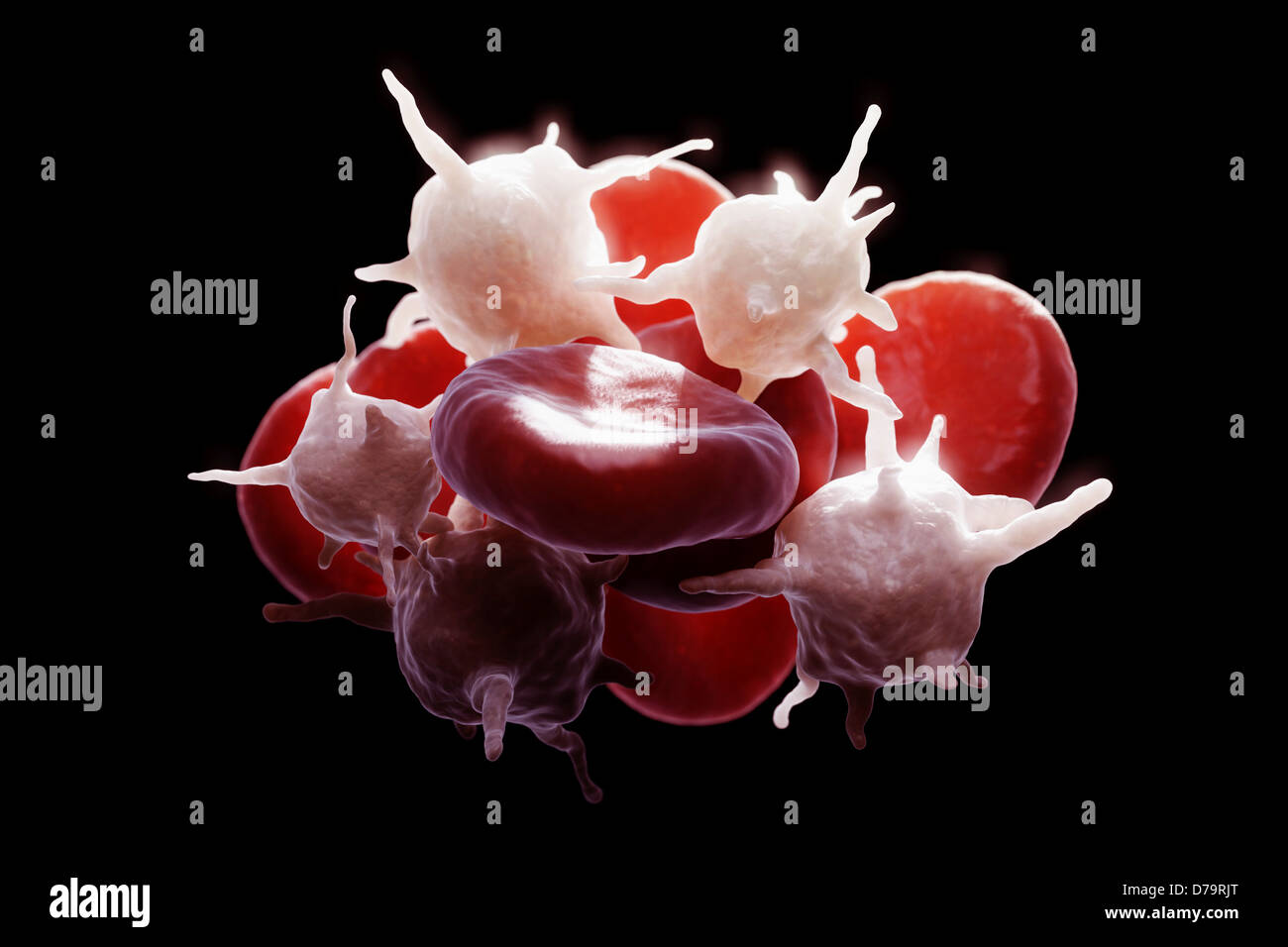 White blood cell red platelet hi-res stock photography and images - Alamy