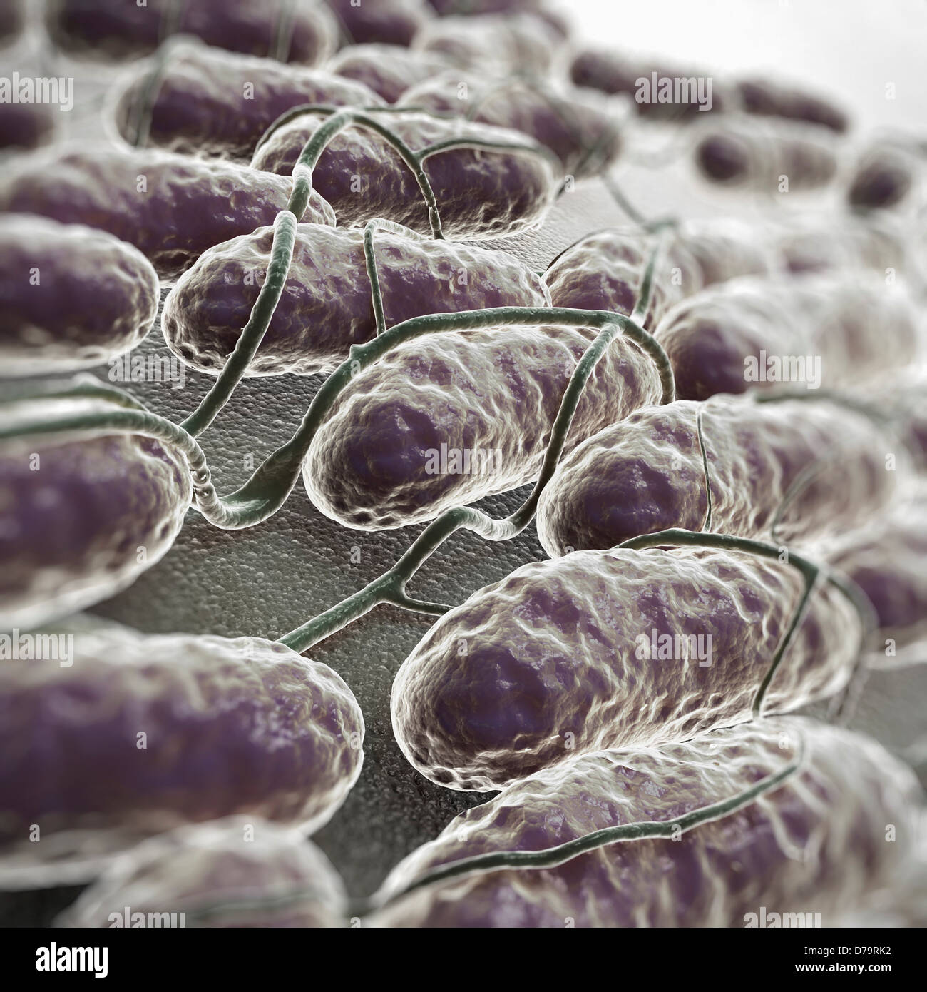 Rod shaped gram negative salmonella hi-res stock photography and images ...