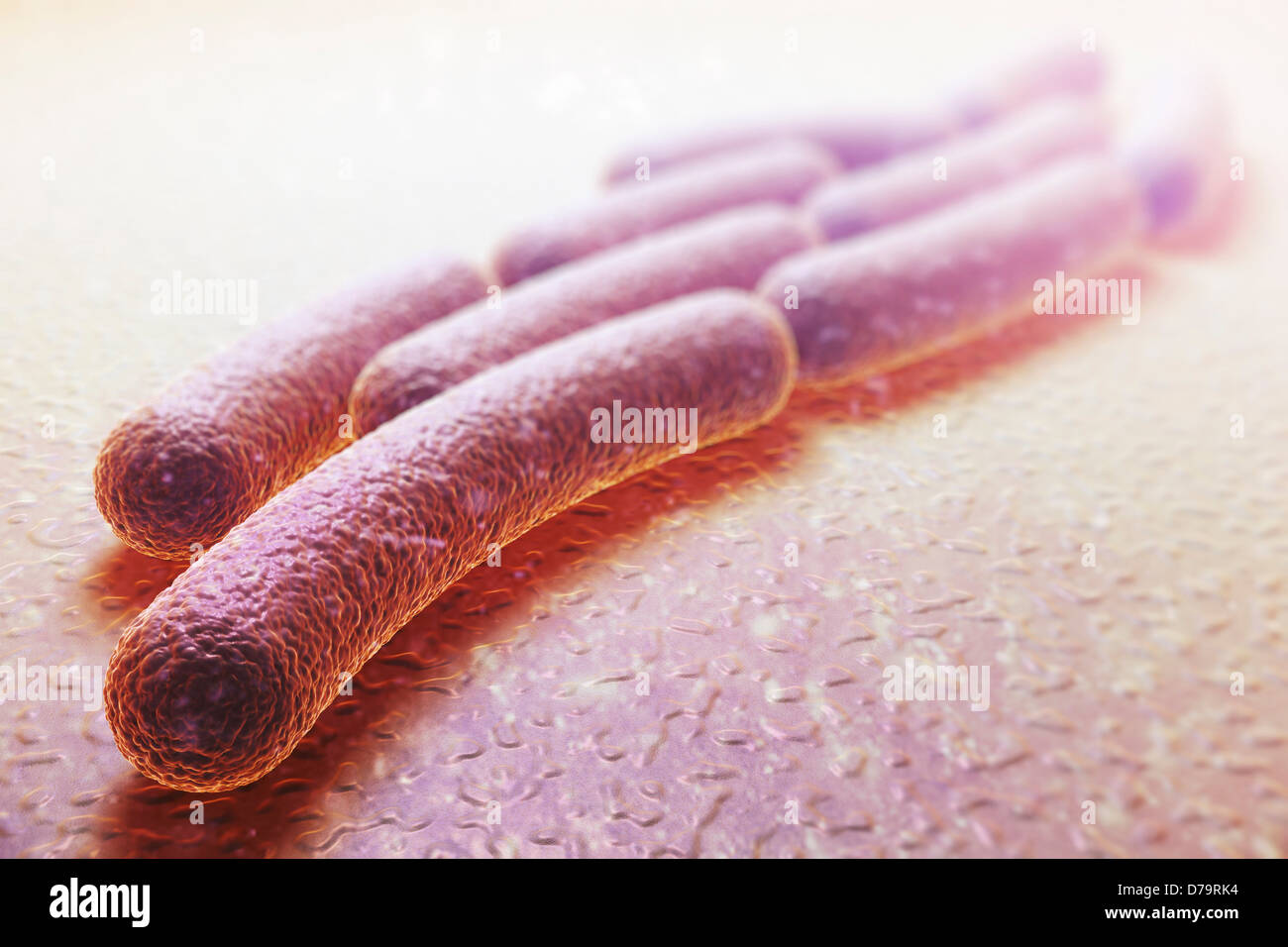 Shigella hi-res stock photography and images - Alamy