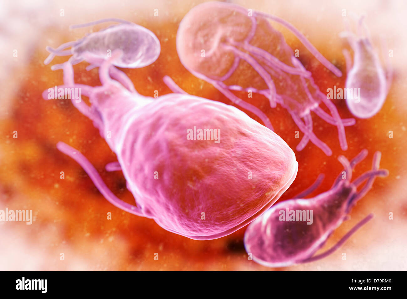 Giardia lamblia Parasites Stock Photo - Alamy