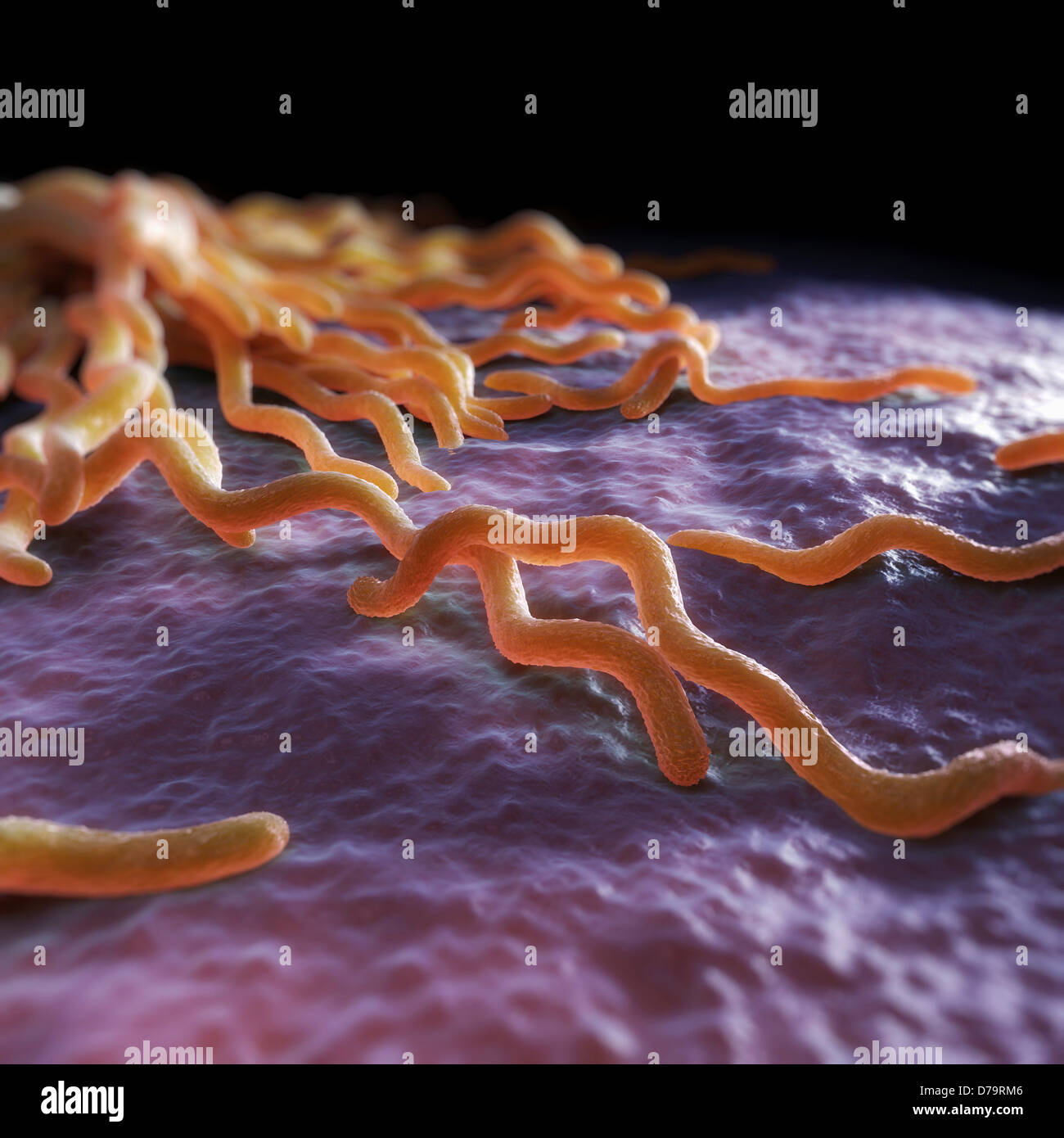 Borrelia Burgdorferi Bacteria Stock Photos & Borrelia Burgdorferi ...