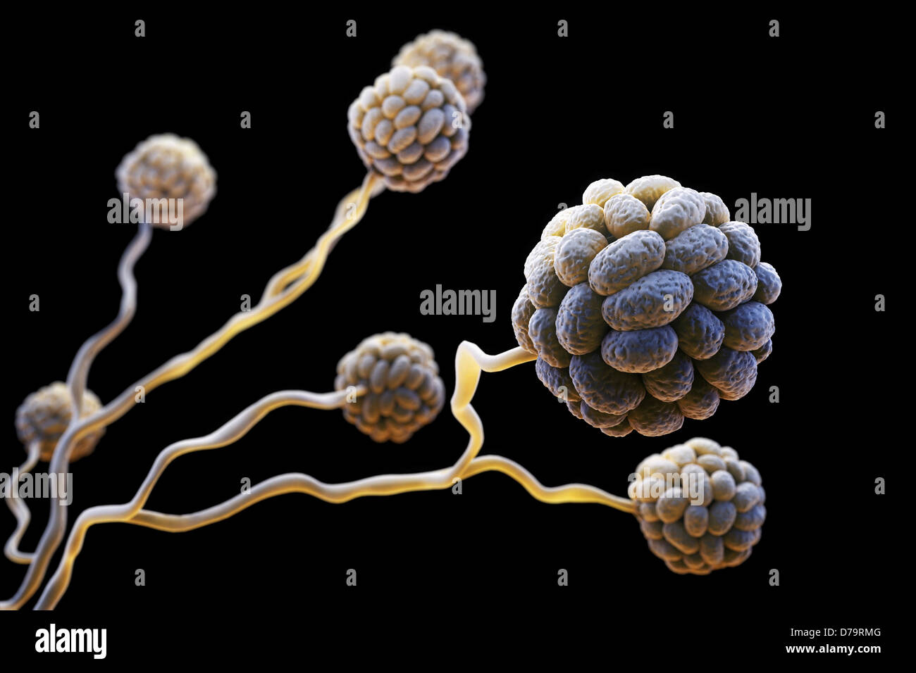 Mold spores illustration hi-res stock photography and images - Alamy