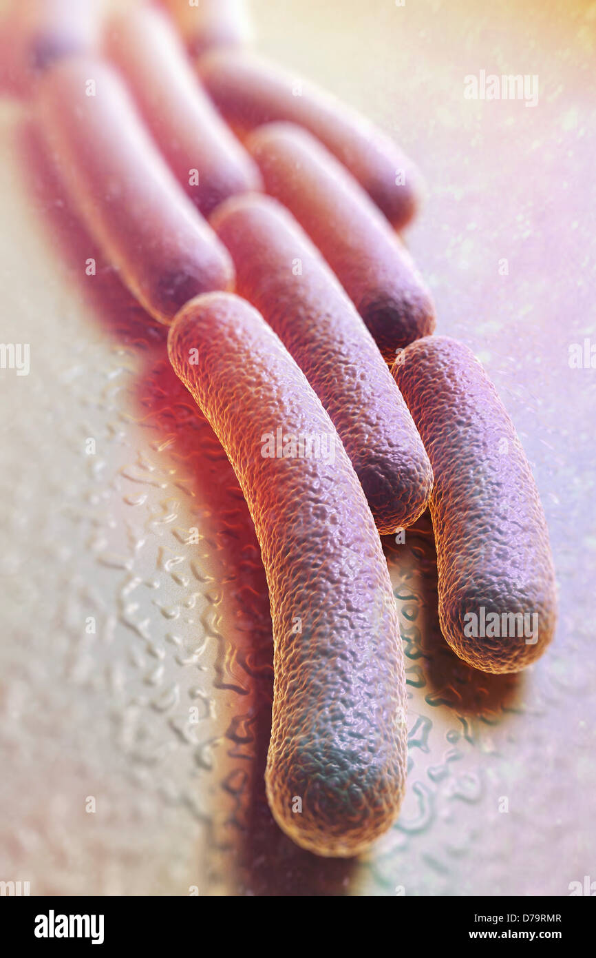 Shigella bacteria hi-res stock photography and images - Alamy