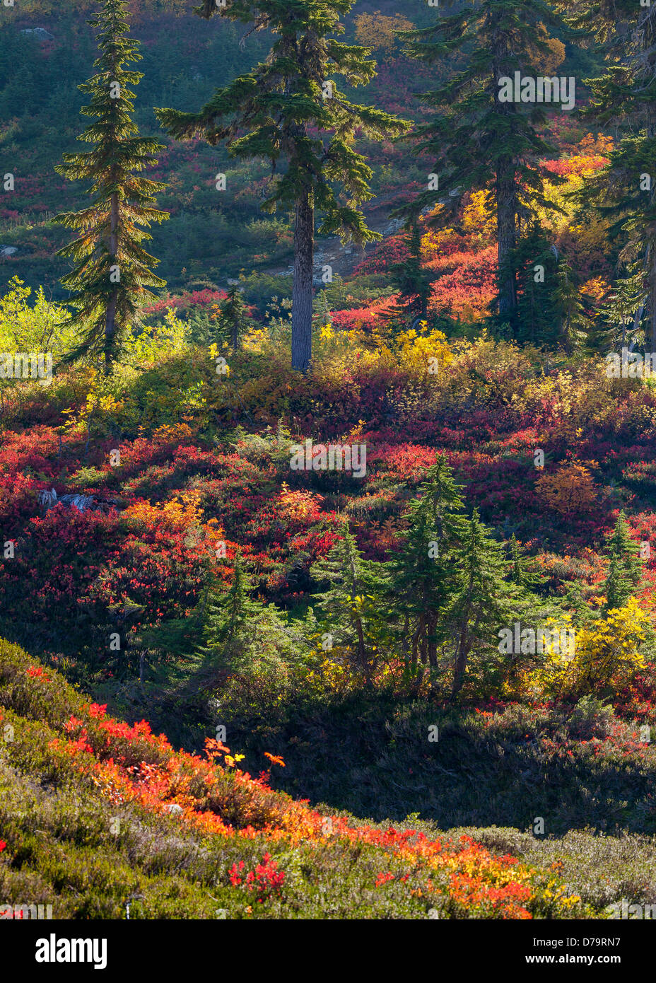 Mount Baker-Snoqualmie National Forest, Washington: Fall colors in an ...