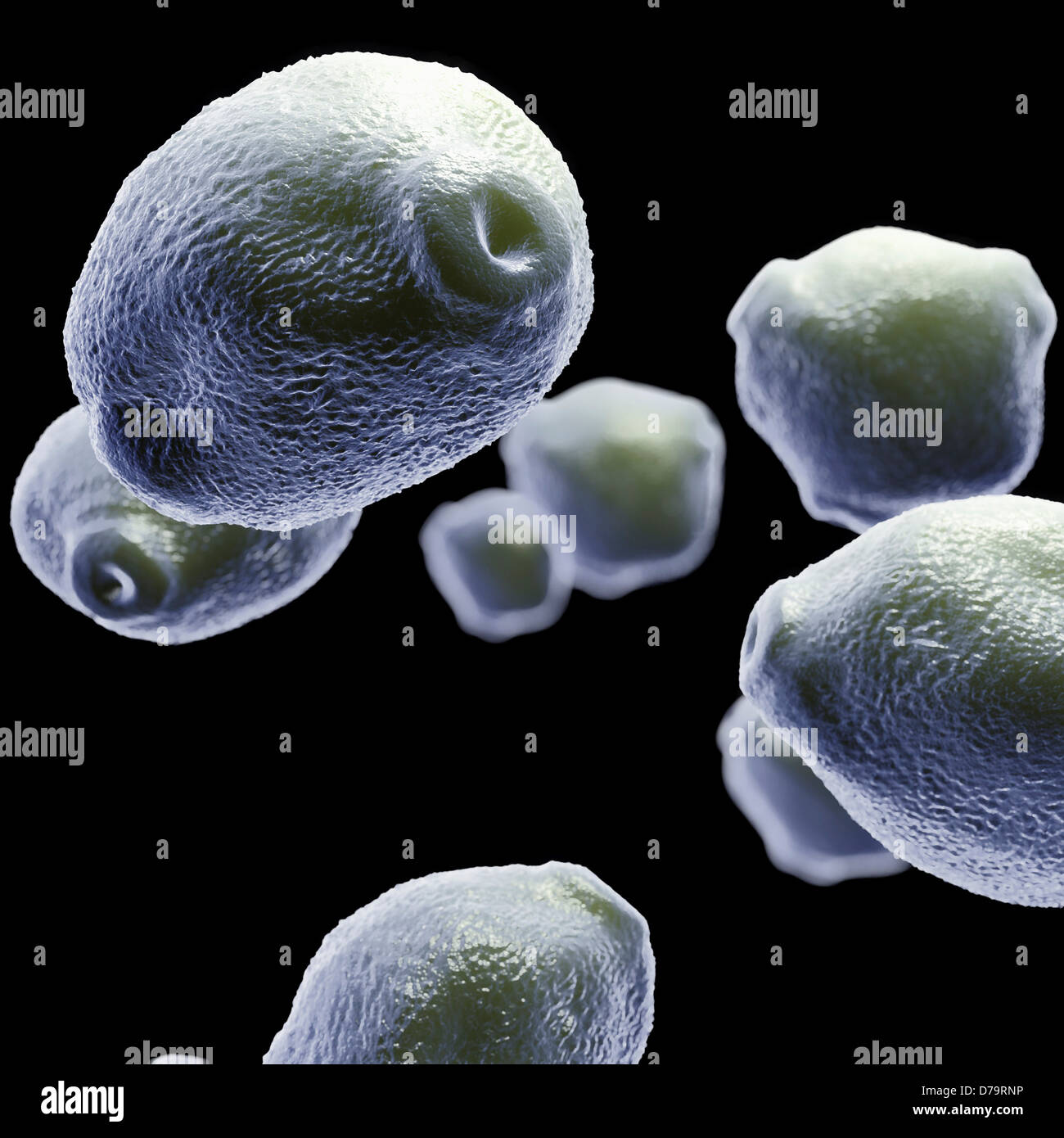 Birch Tree Pollen Stock Photo - Alamy