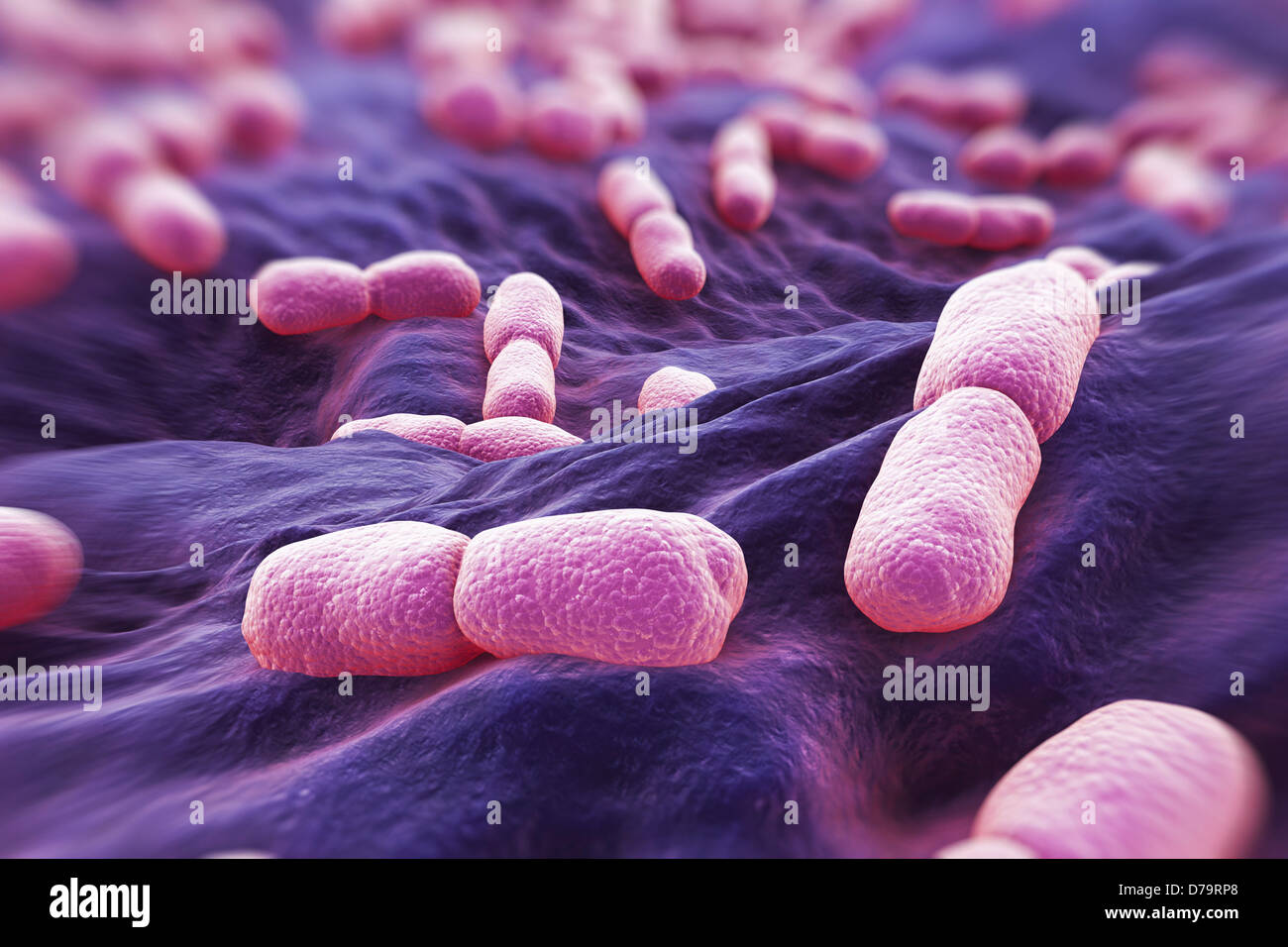 Listeria bacteria hi-res stock photography and images - Alamy