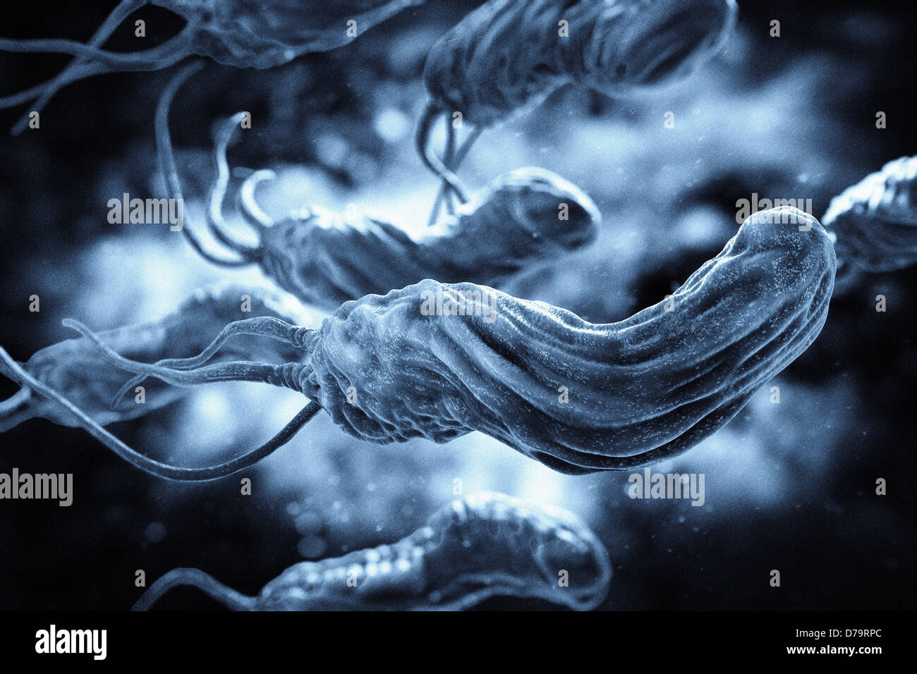 H pylori hi-res stock photography and images - Alamy