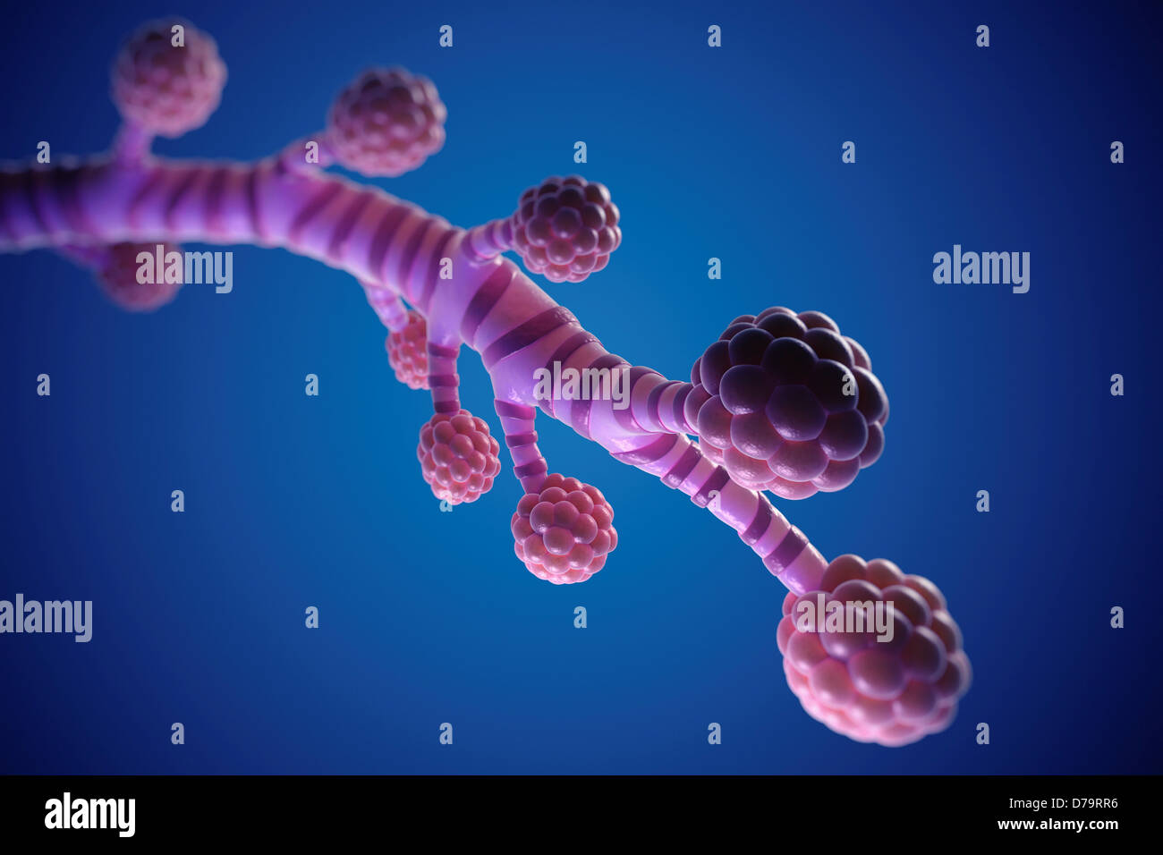 Bronchioles alveoli hi-res stock photography and images - Alamy